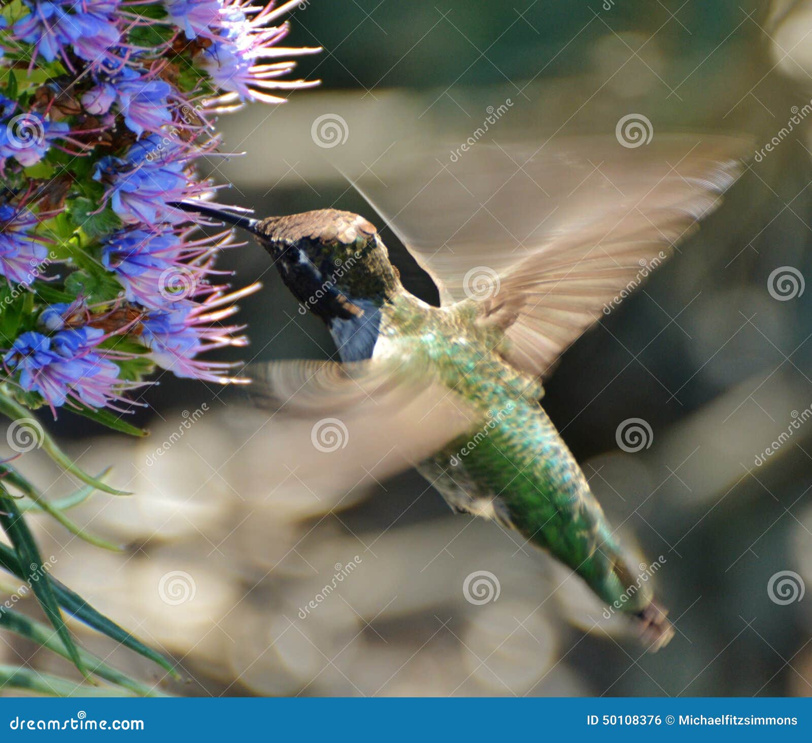 Colibri en vol photo stock. Image du oiseau, colibri - 50108376