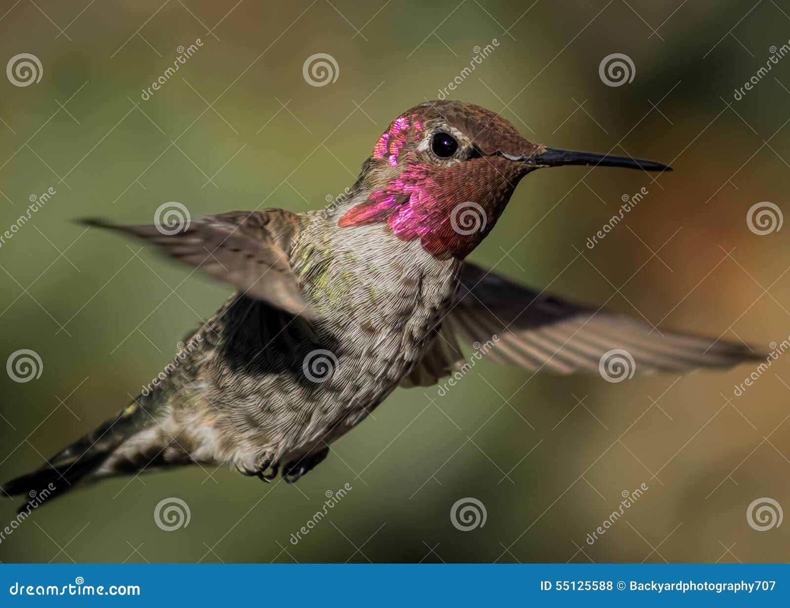 Colibri en vol photo stock. Image du jardin, nature, californie - 55125588