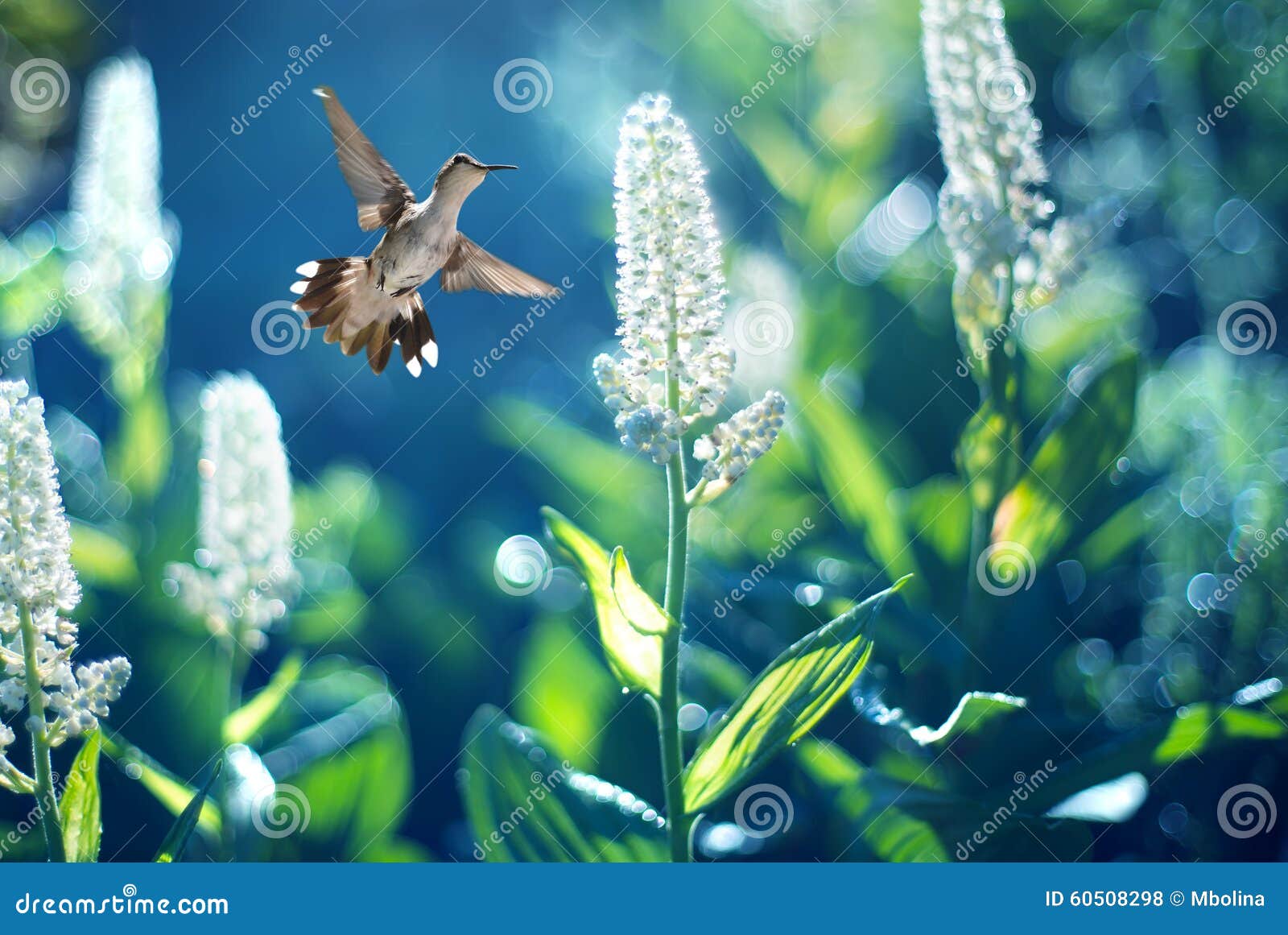 Colibri en vol photo stock. Image du frais, cache, clavette - 60508298