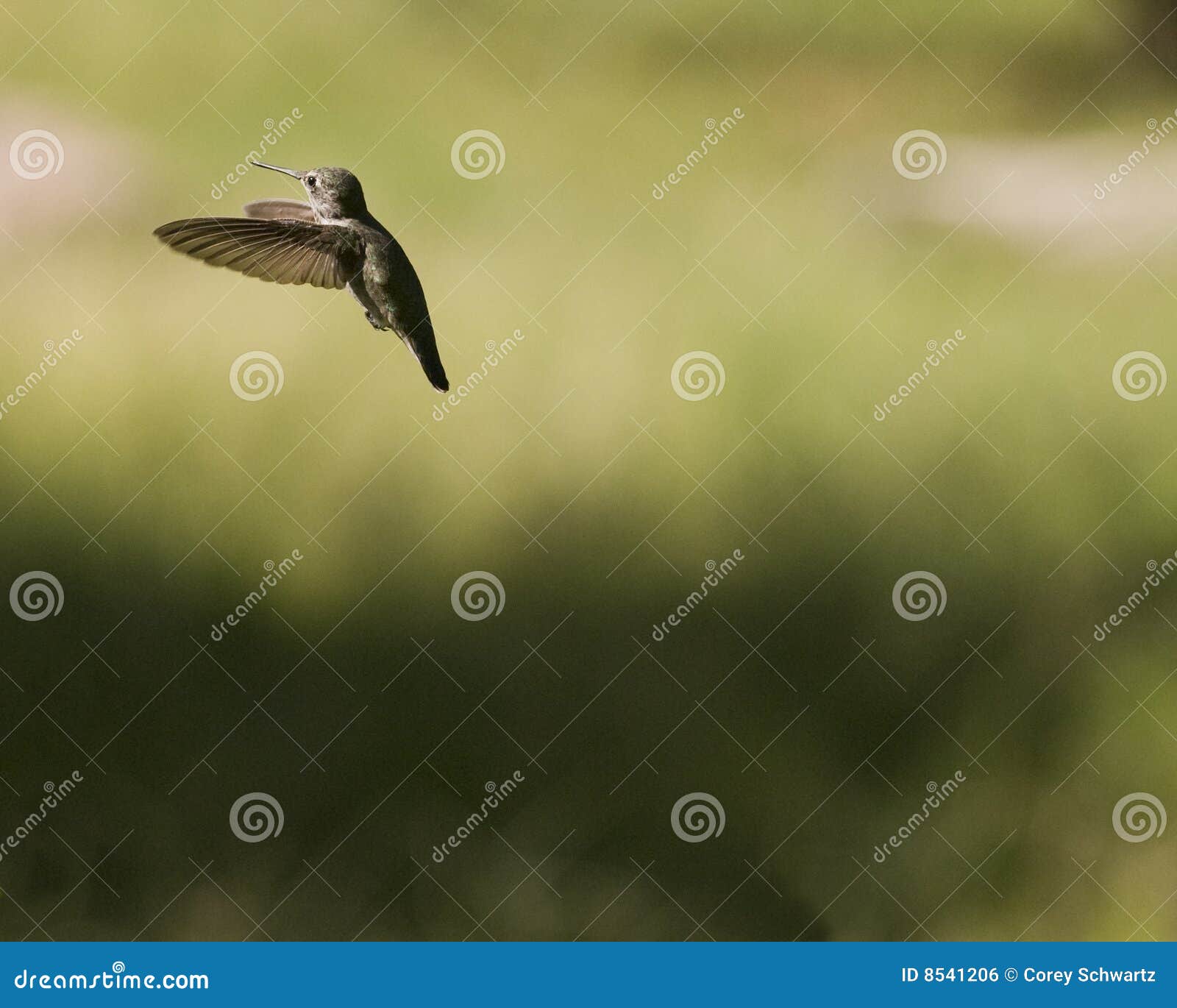 Colibri en vol photo stock. Image du oiseau, tropical - 8541206
