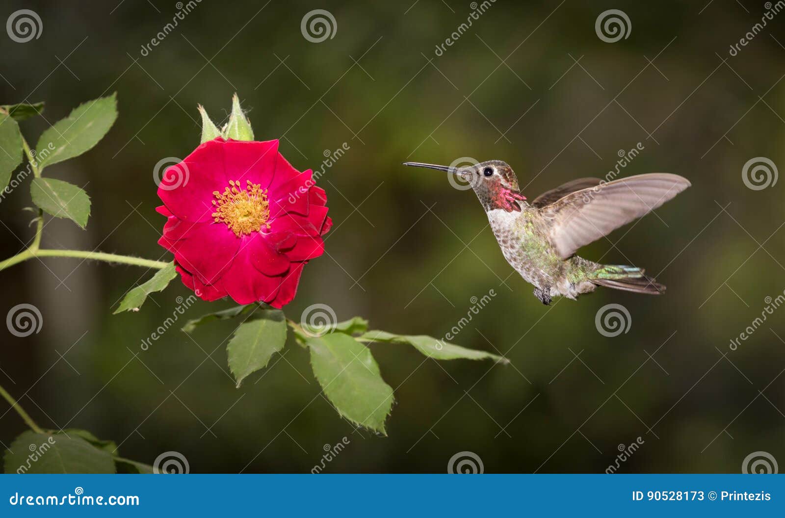 COLIBRI En Vol Et ROSE ROUGE Image stock - Image du tony, couleur: 90528173
