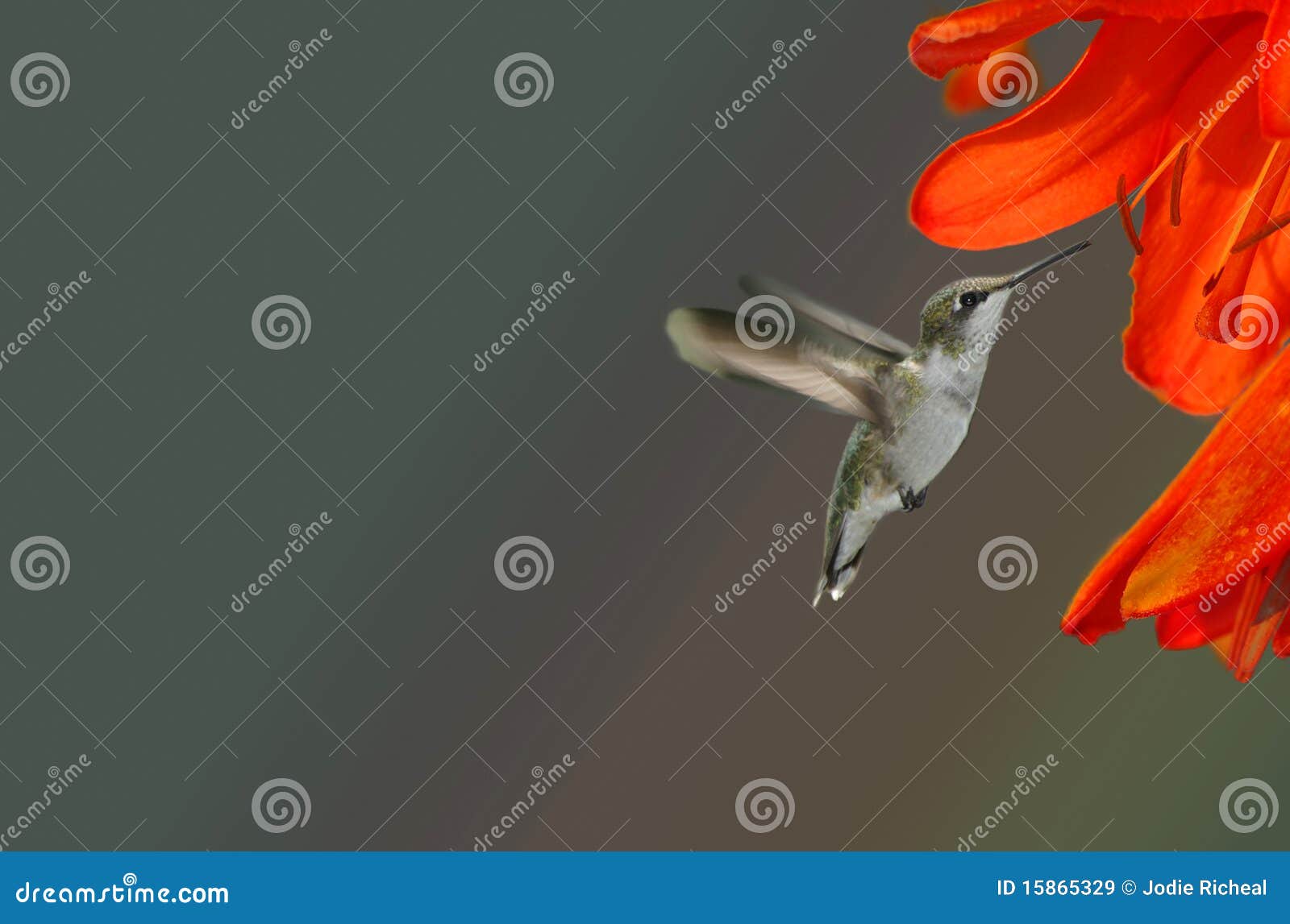 Colibri et fleur orange image stock. Image du oeil, fleur - 15865329