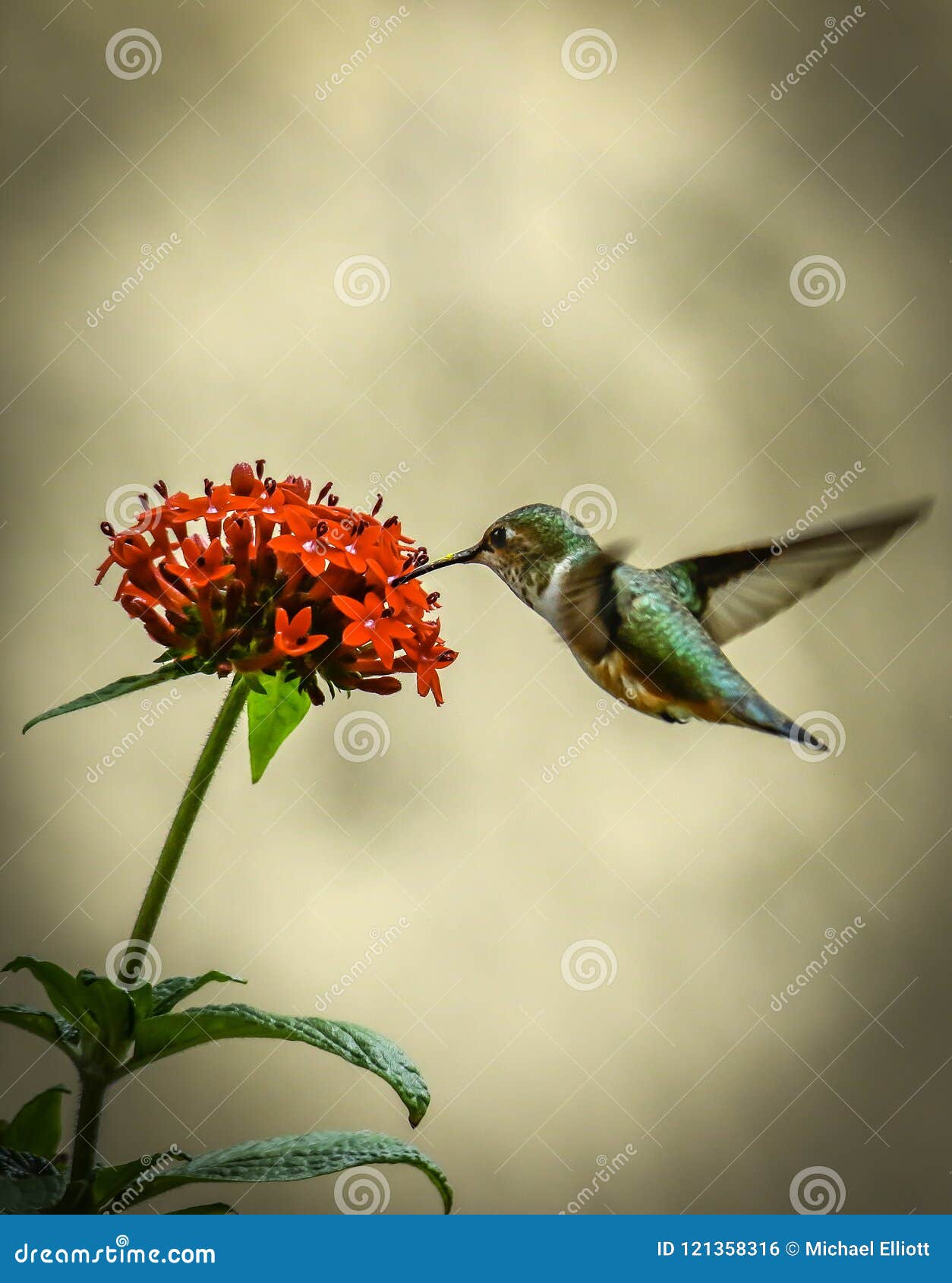 Colibri et fleur rouge photo stock. Image of clavette - 121358316