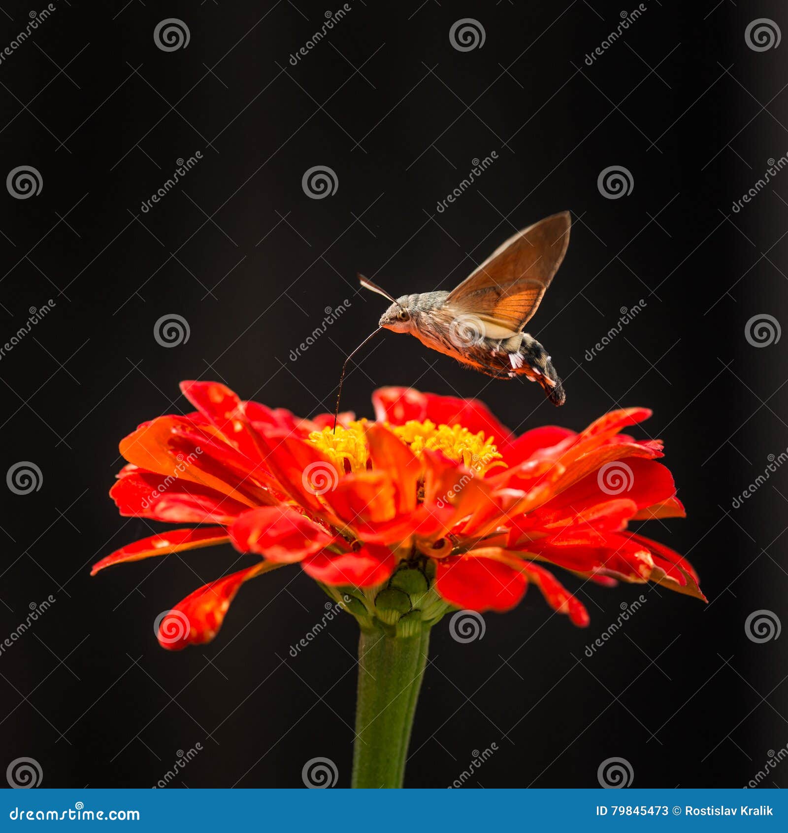 Colibri Hawk Moth imagem de stock. Imagem de patrimônio - 79845473