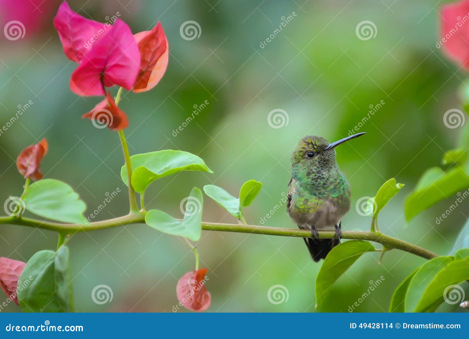 Colibri stock photo. Image of island, eyes, beak, vegetation - 49428114
