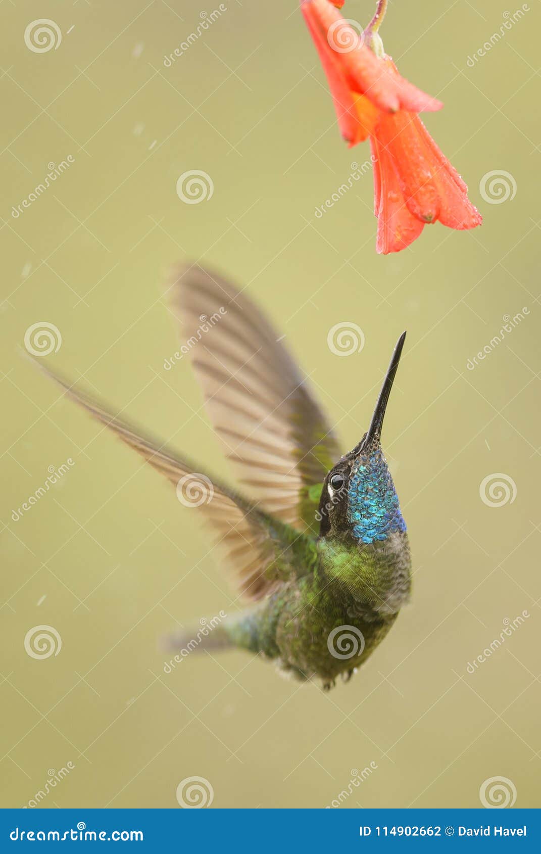 Colibri Magnifique - Fulgens D'Eugenes Photo stock - Image du panama ...