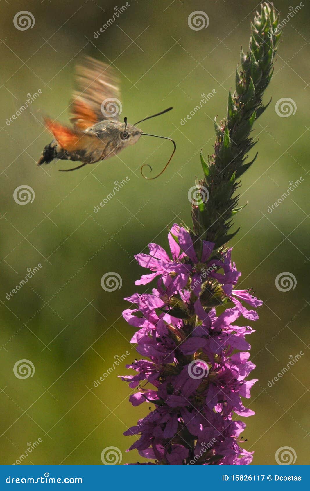 Colibri moth stock image. Image of colorful, wings, beautiful - 15826117
