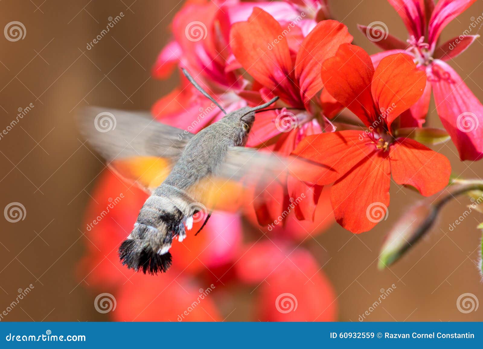 Colibri Moth Feeding while Flying Stock Image - Image of colibri ...