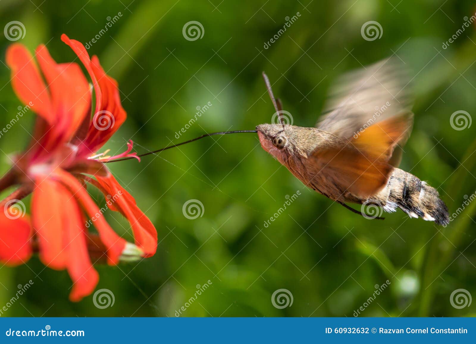 Colibri Moth Feeding while Flying Stock Photo - Image of insect ...