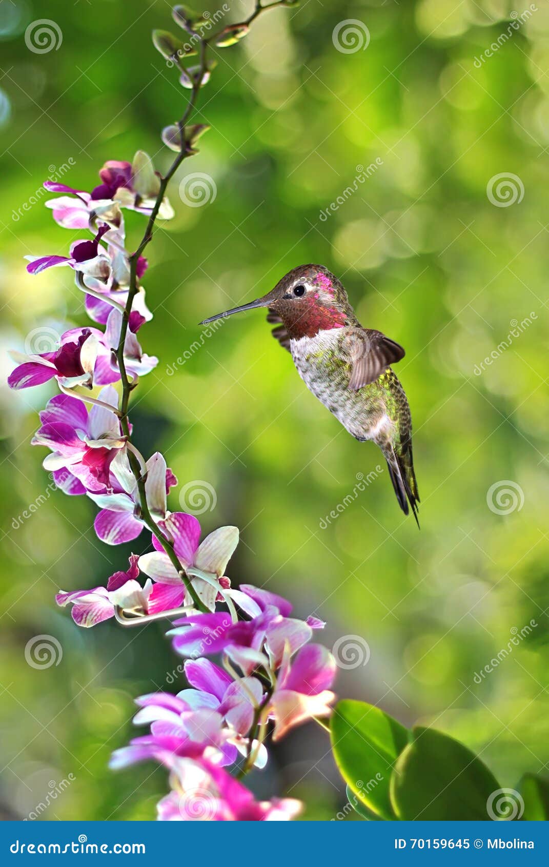 Colibri No Conceito Da Mola Do Jardim Imagem de Stock - Imagem de ...