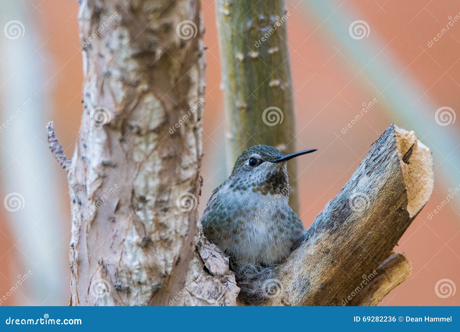 Colibri no ninho foto de stock. Imagem de feliz, humor - 69282236