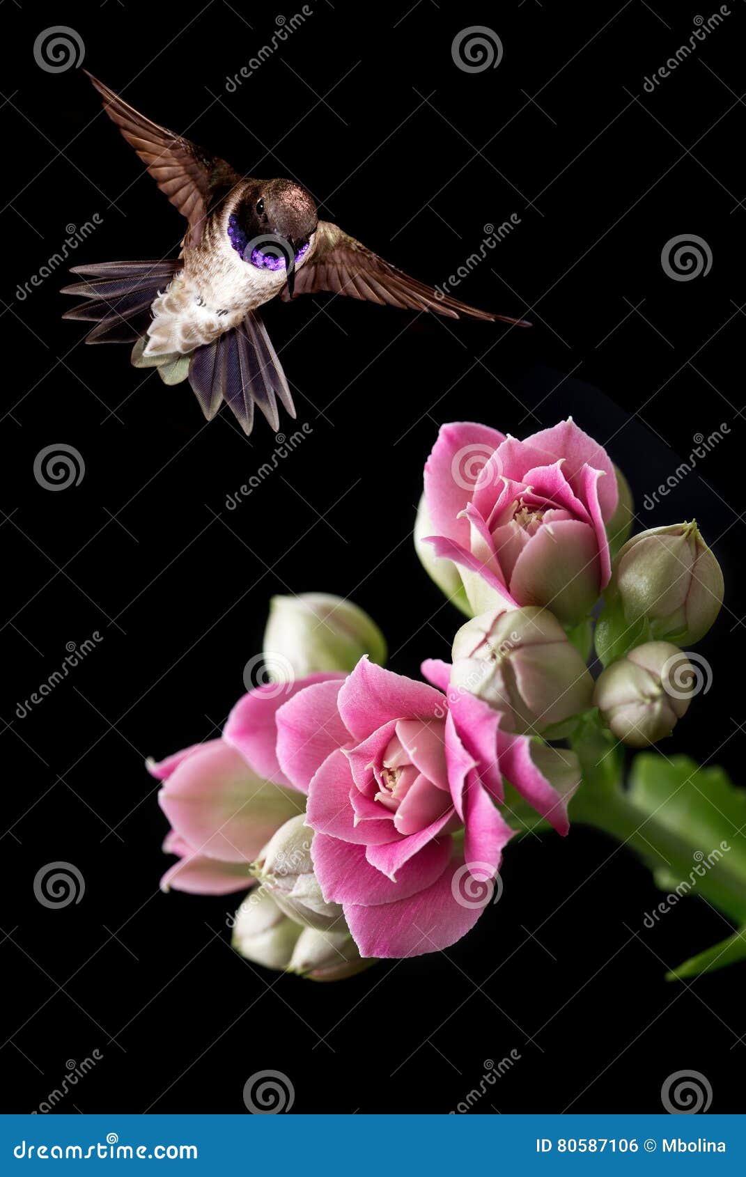 Colibri Que Alimenta Da Imagem Cor-de-rosa Do Vertical Da Flor Foto de ...