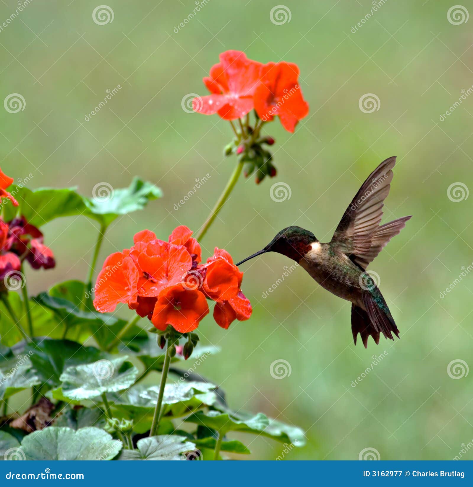 Colibri Rubi-throated imagem de stock. Imagem de planta - 3162977