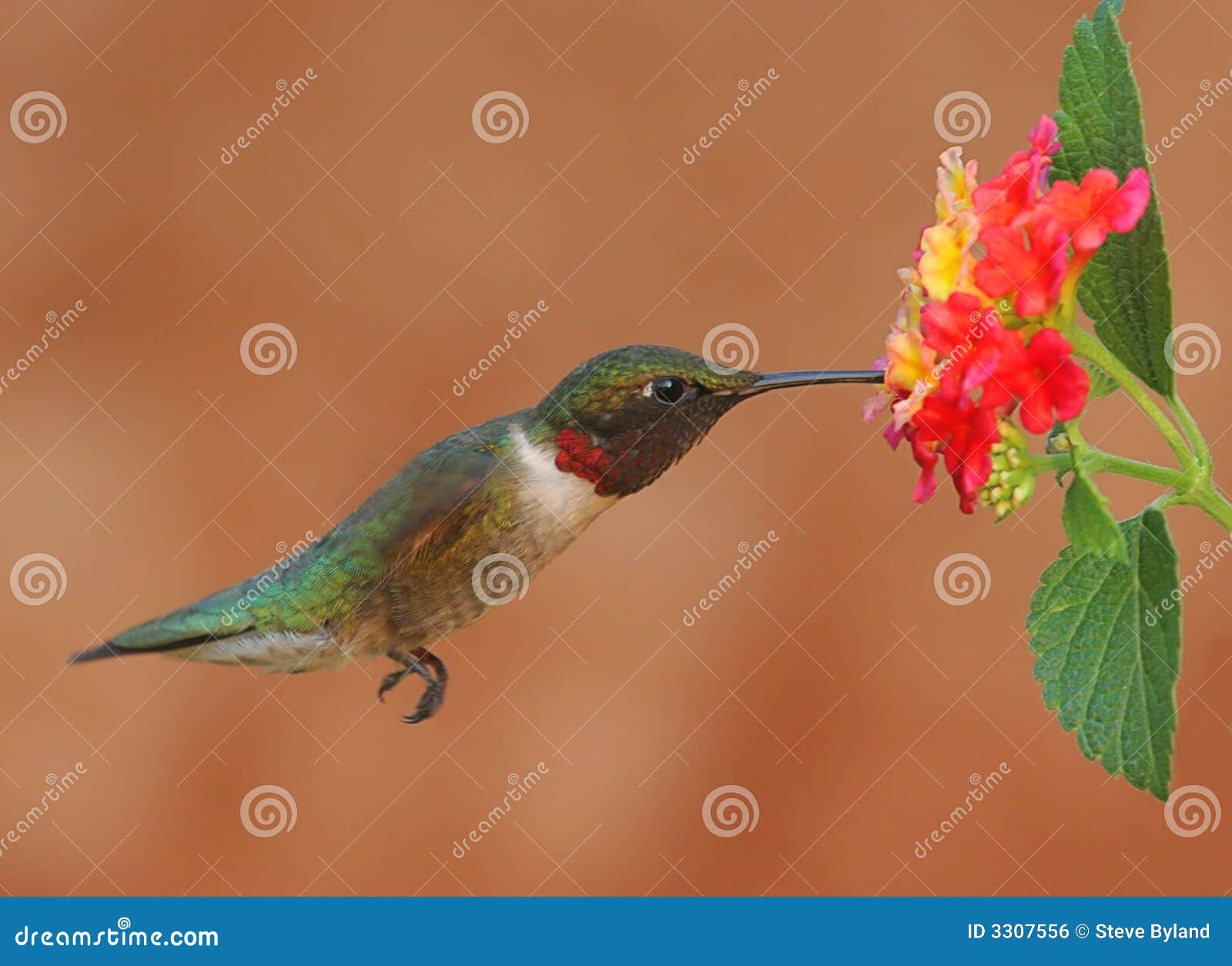 Colibri Rubi-throated foto de stock. Imagem de animal - 3307556