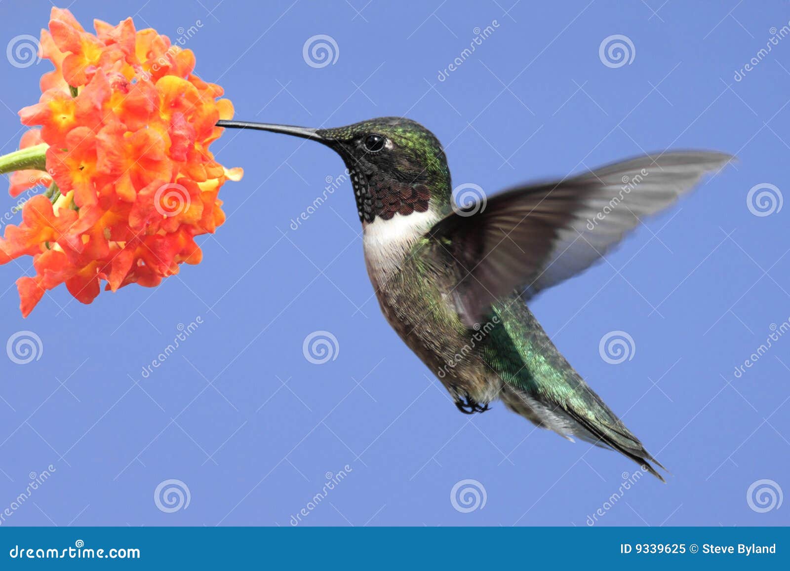 Colibri Rubi-throated (colubris Do Archilochus) Imagem de Stock ...