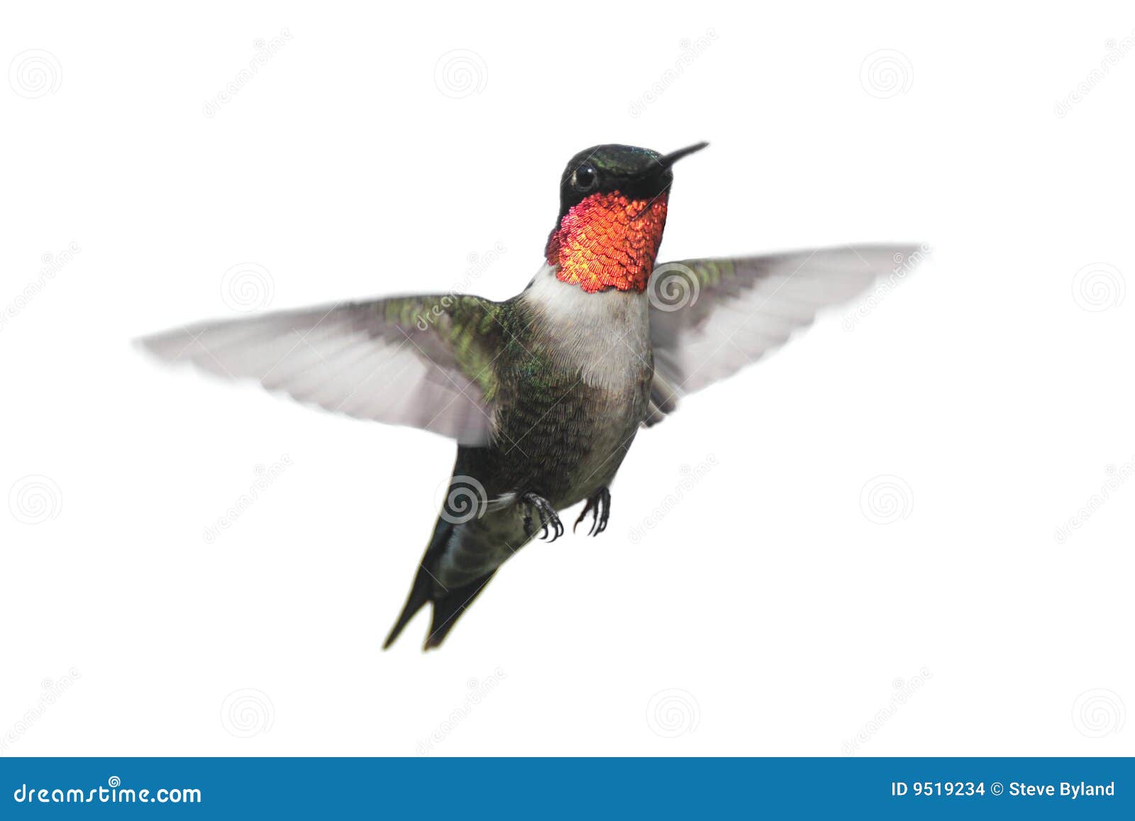 Colibri Rubi-throated Isolado Foto de Stock - Imagem de isolado ...