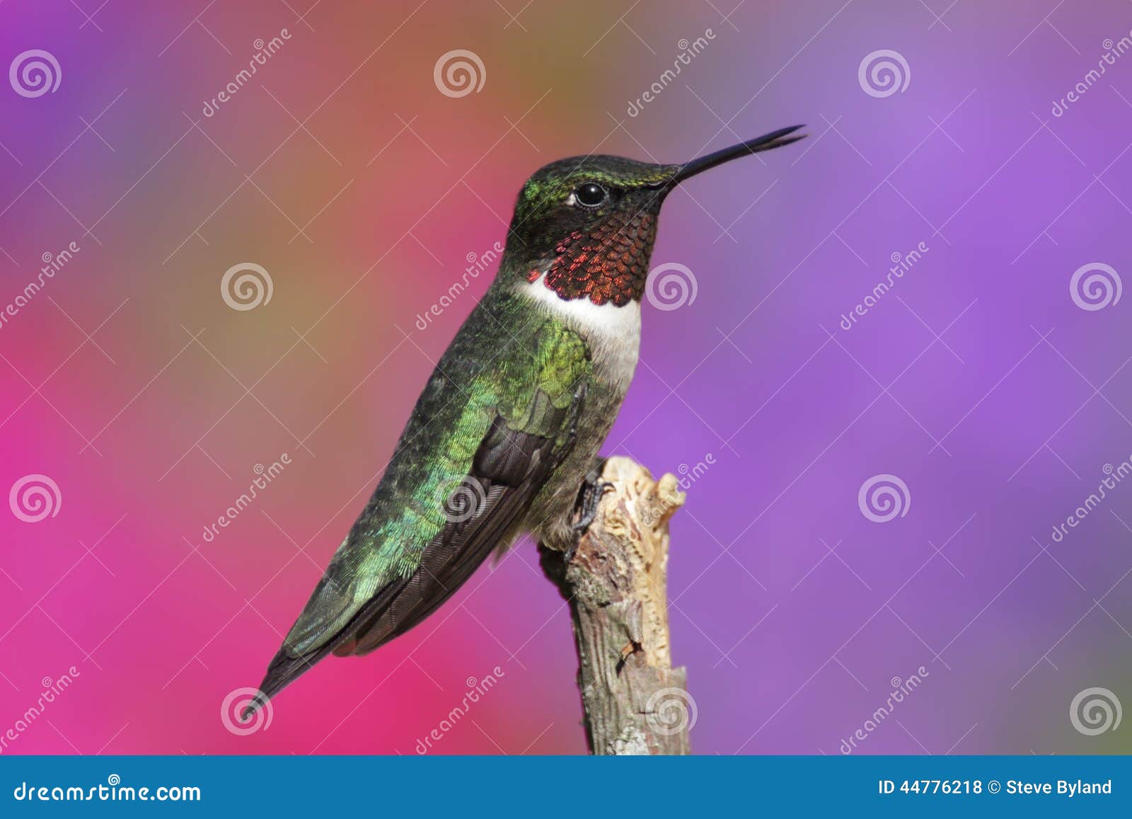 Colibri Rubi-throated Masculino Foto de Stock - Imagem de fauna, penas ...