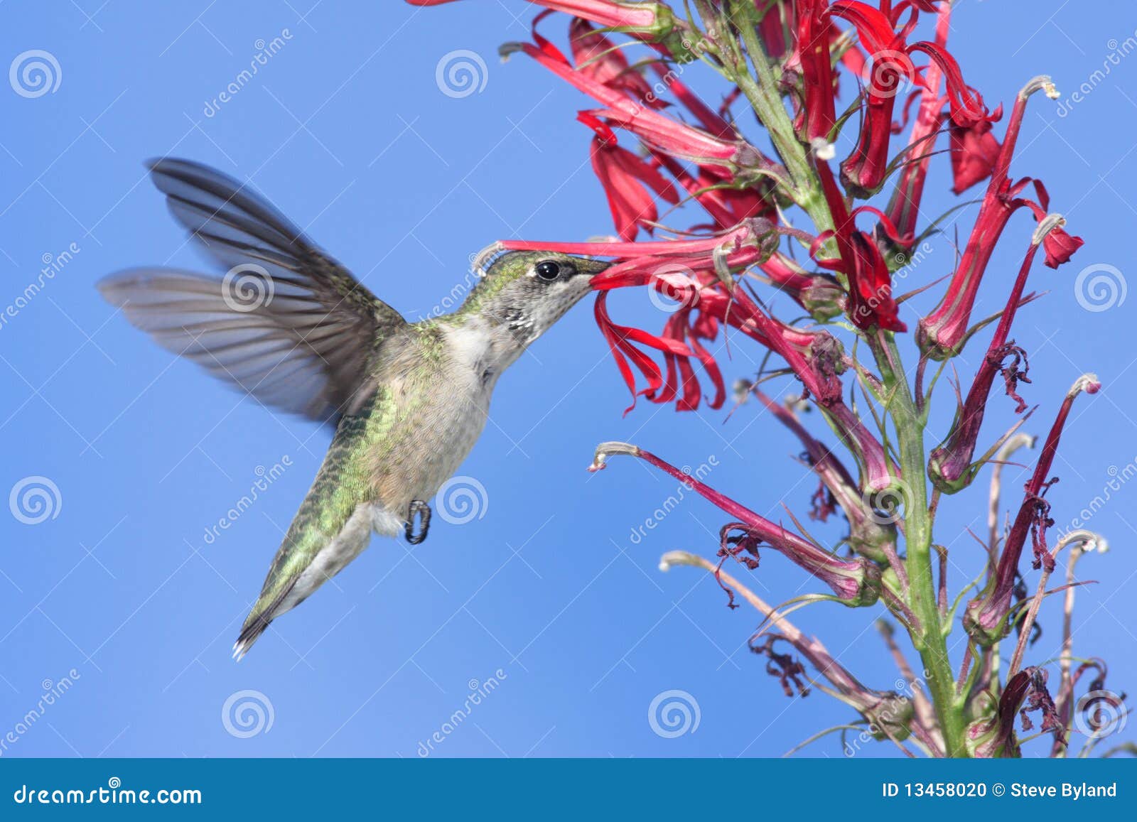 Colibri Rubis-throated (colubris D'archilochus) Photo stock - Image du ...