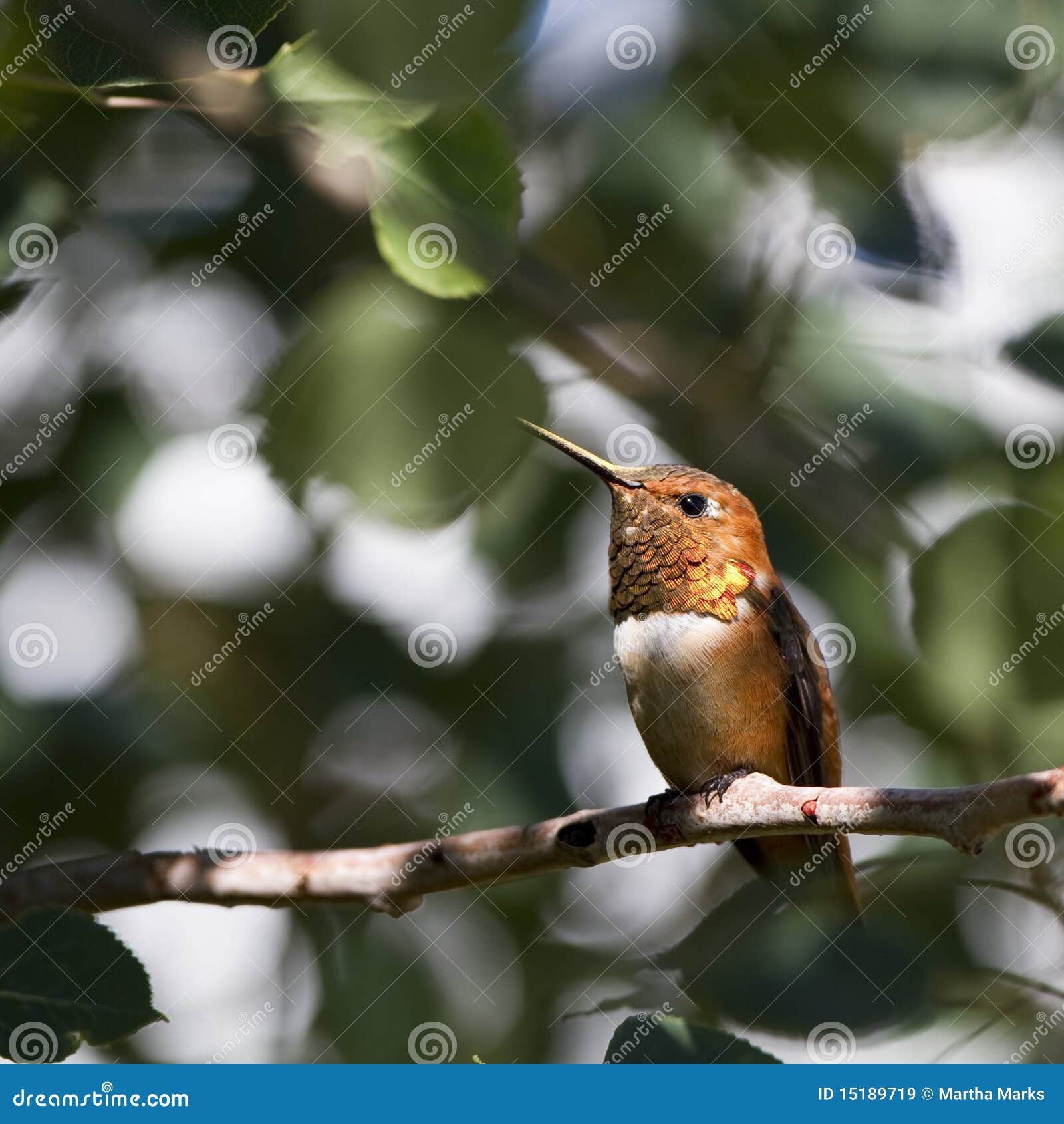 Colibri Rufous, Rufus De Selasphorus Imagem de Stock - Imagem de verde ...