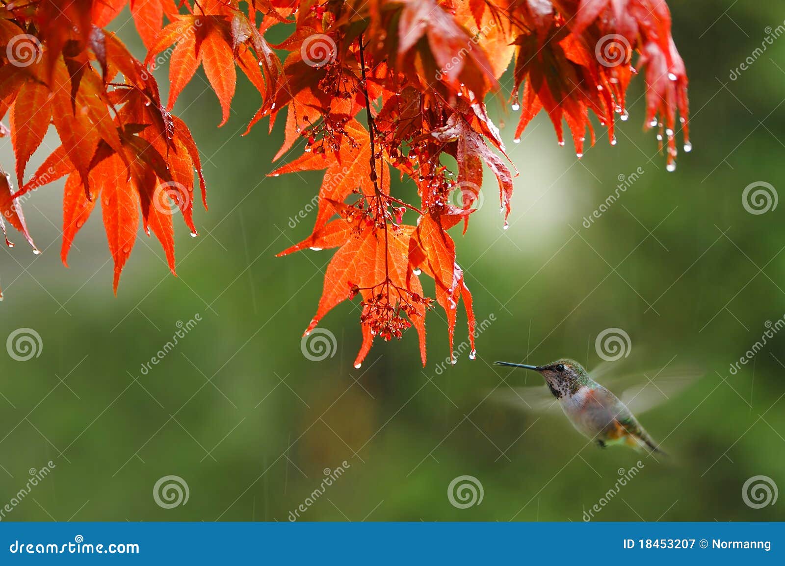 Colibri sous la pluie image stock. Image du feuillage - 18453207