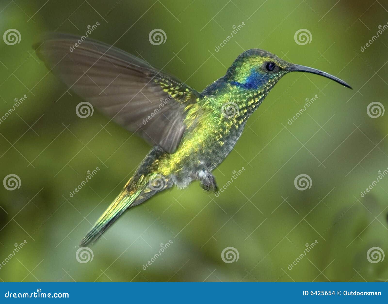 Colibri Verde Da Violeta-orelha Foto de Stock - Imagem de violeta ...