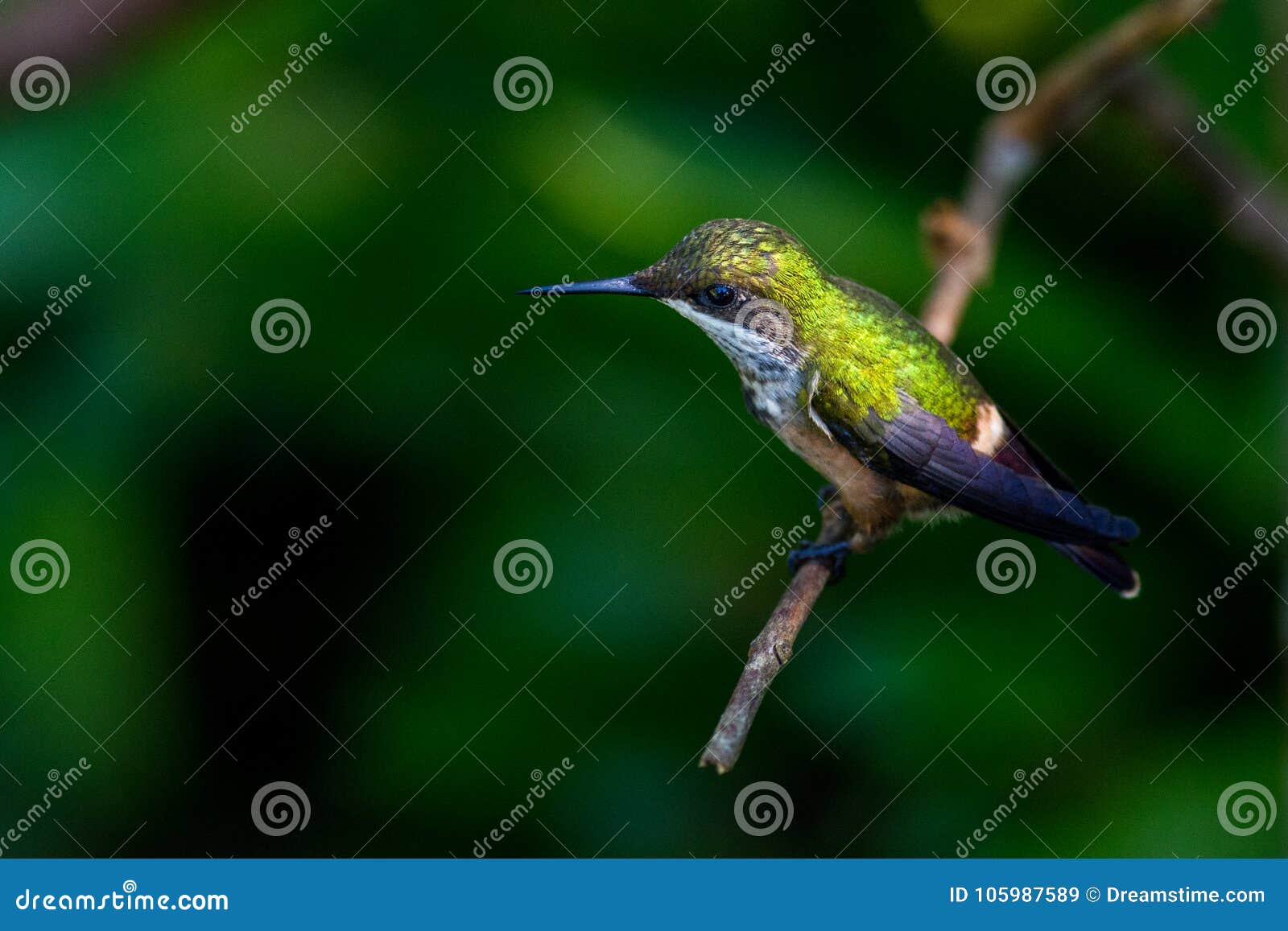 Colibri vert image stock. Image du nature, sauvage, colibri - 105987589