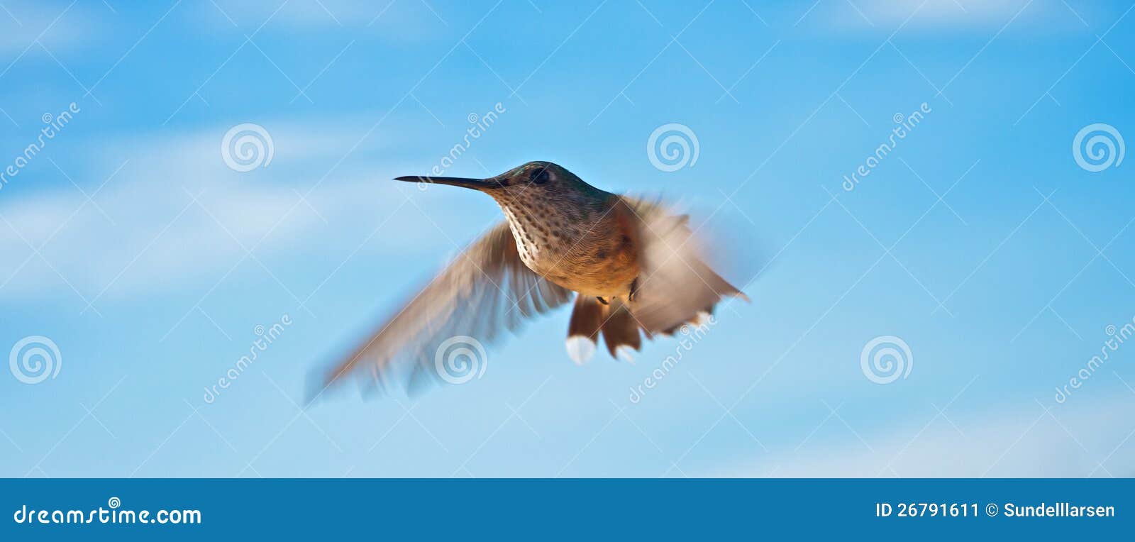 Colibris en vol image stock. Image of jour, animal, vert - 26791611