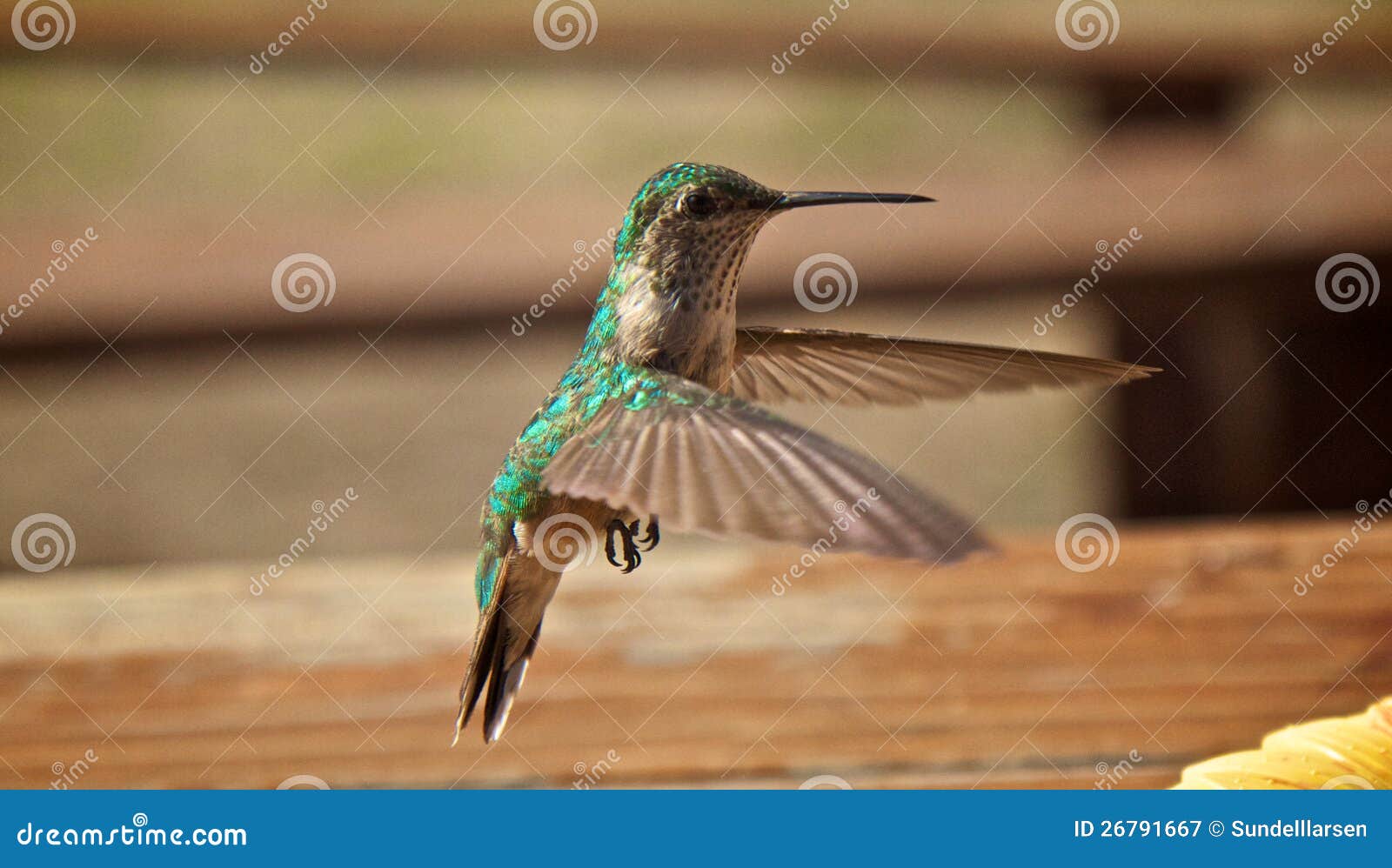 Colibris en vol image stock. Image du faune, nature, oiseau - 26791667