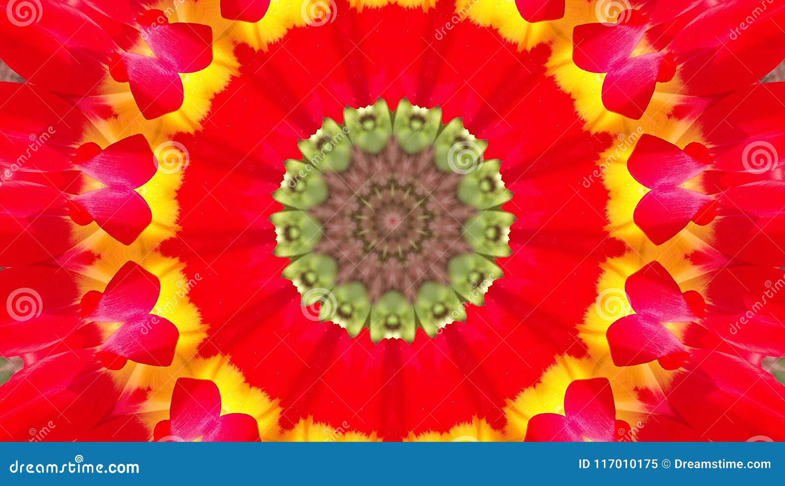 Flower Colidescope Stock Photos - Free & Royalty-Free Stock Photos from ...