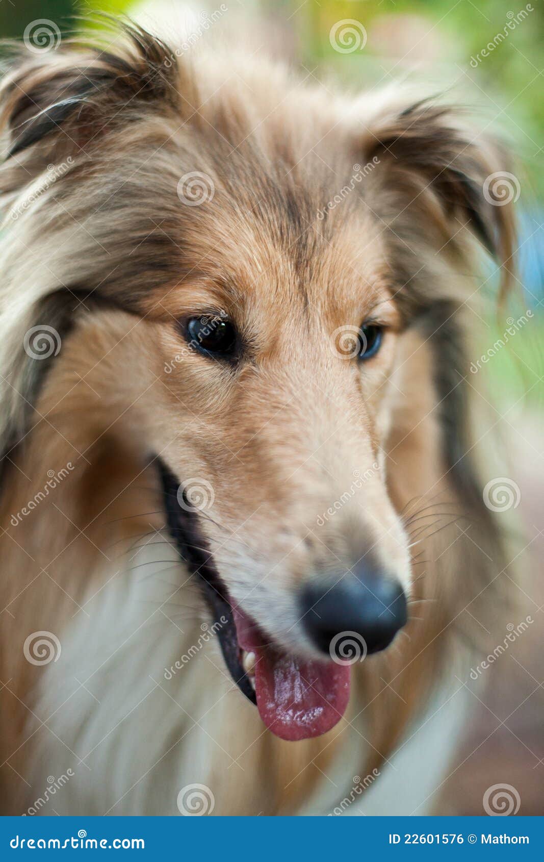 Colie breed dog stock photo. Image of lassie, portrait - 22601576