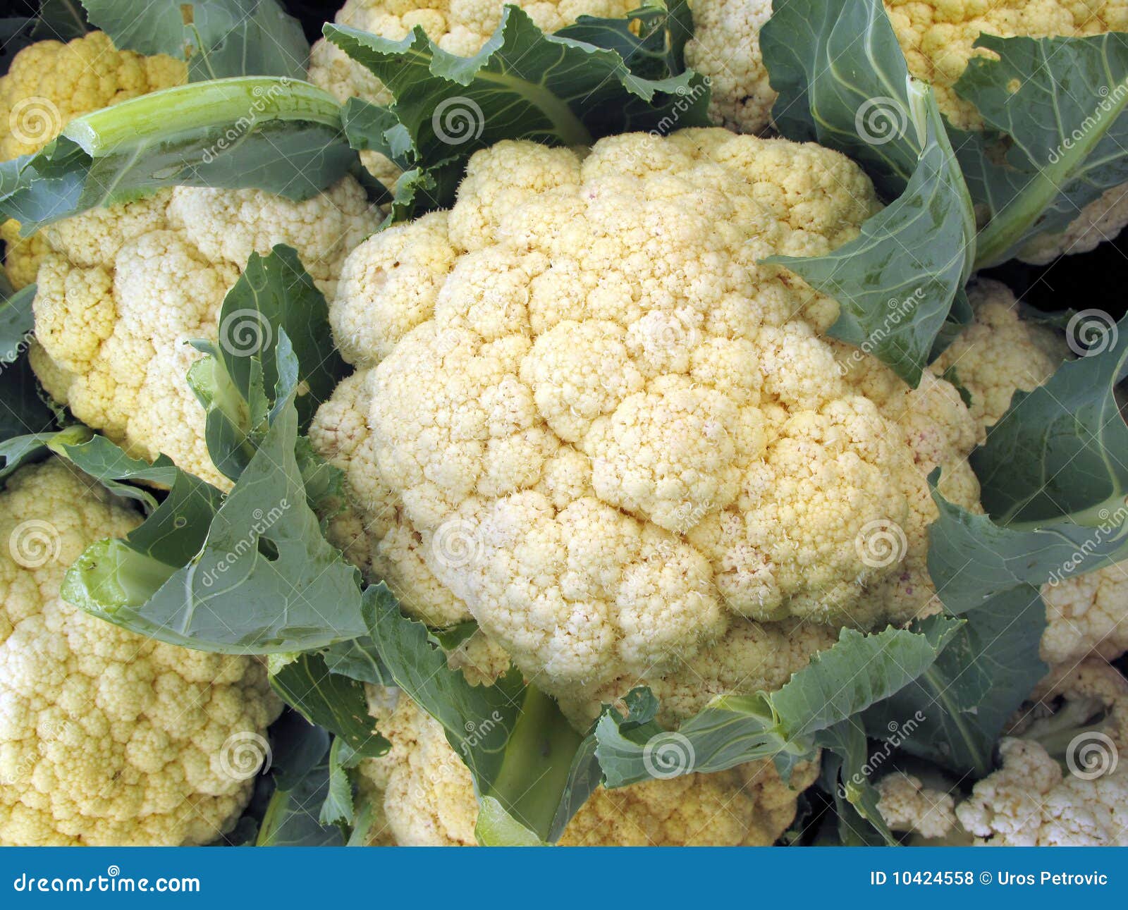 Coliflor foto de archivo. Imagen de foto, colar, blanco - 10424558