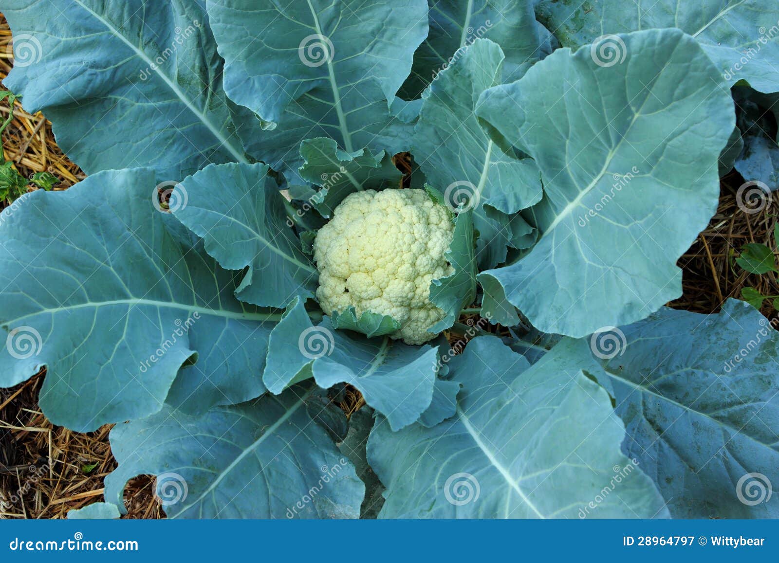 Coliflor imagen de archivo. Imagen de planta, camino - 28964797
