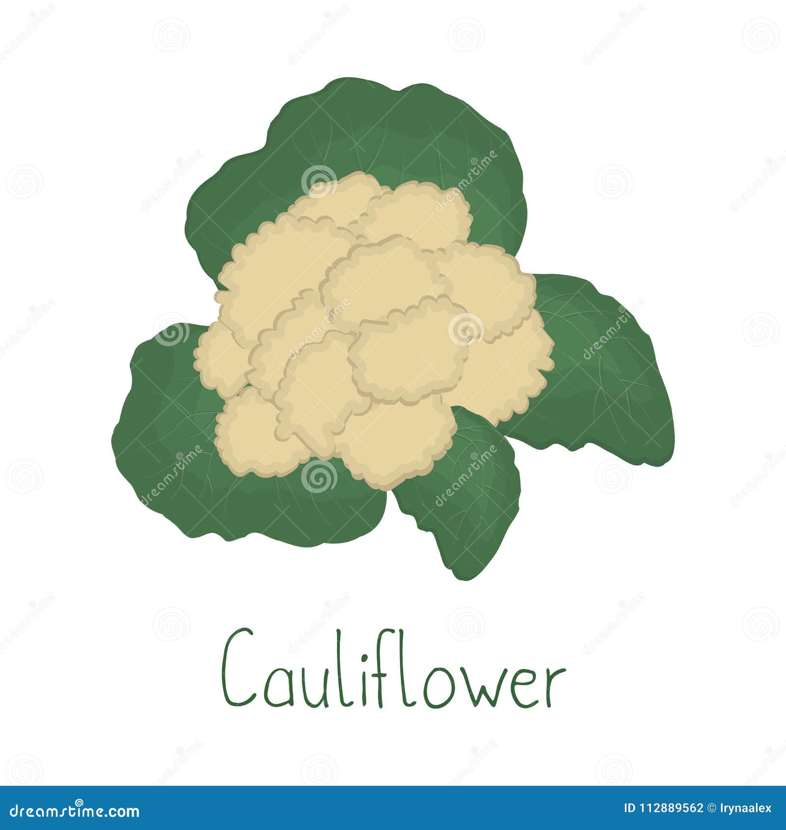 Coliflor Aislada En Un Fondo Blanco Ilustración del Vector ...