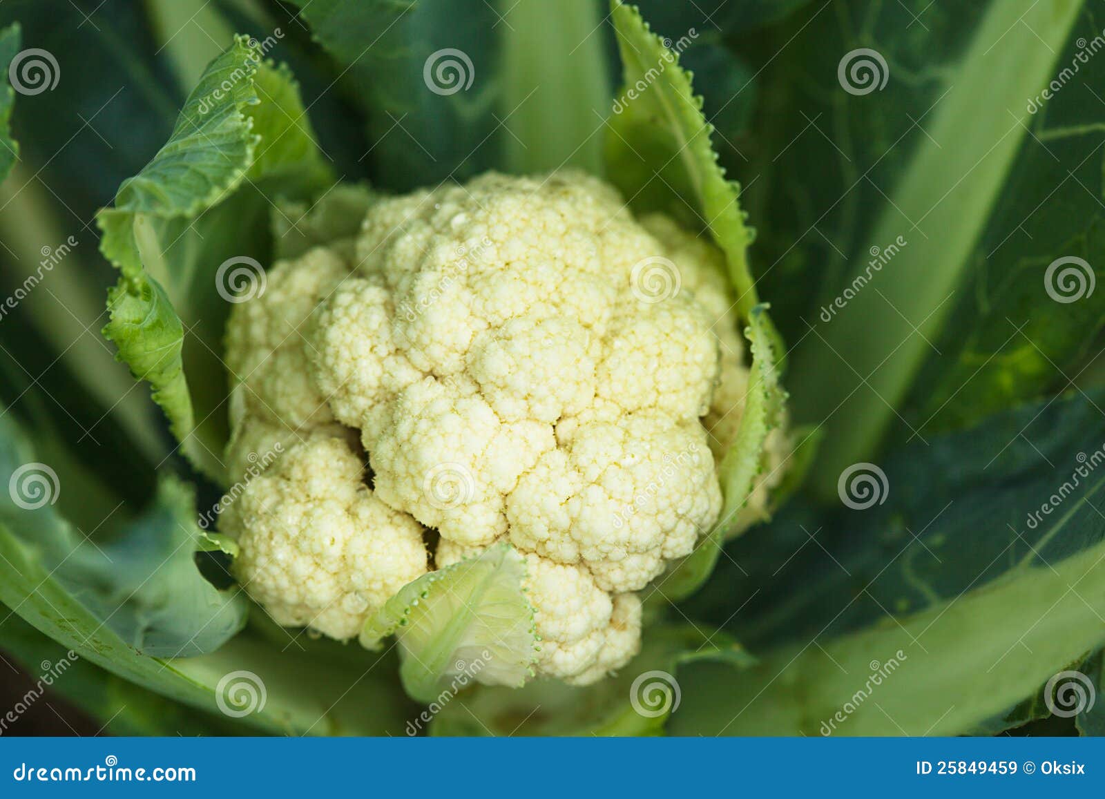 Coliflor en el jardín imagen de archivo. Imagen de producto - 25849459