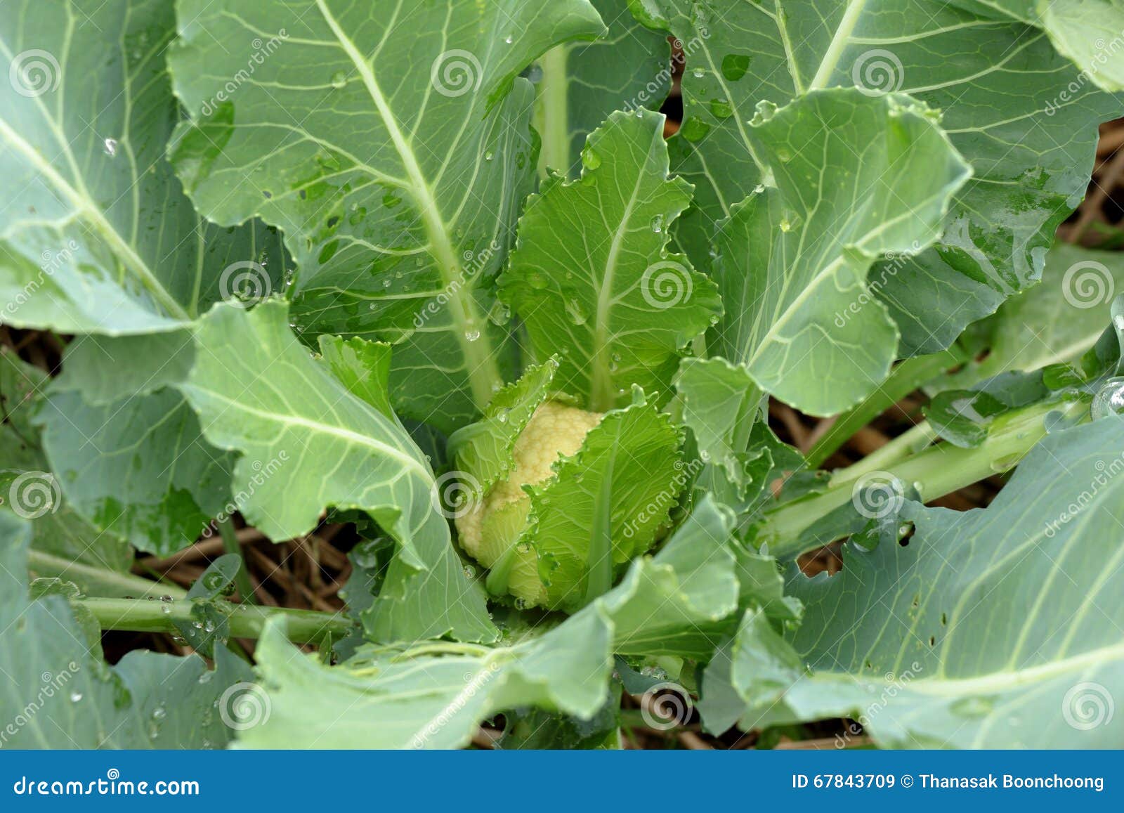 Coliflor Joven Que Crece En El Campo Imagen de archivo - Imagen de ...