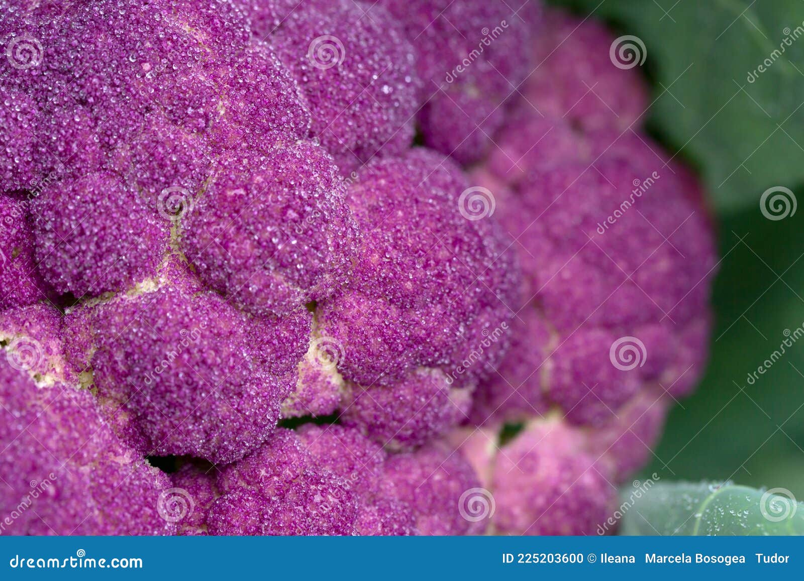 Coliflor Morado Con Detalles Foto de archivo - Imagen de fondo, cubo ...