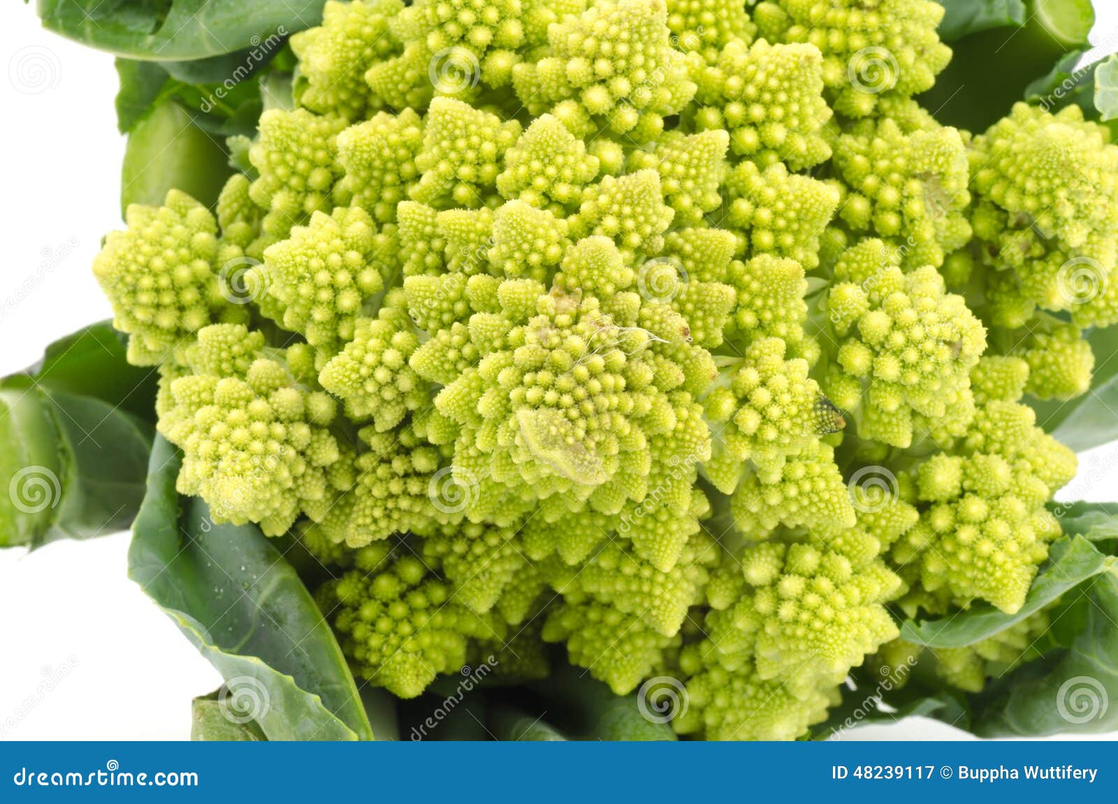 Coliflor Romanesco imagen de archivo. Imagen de vegetariano - 48239117