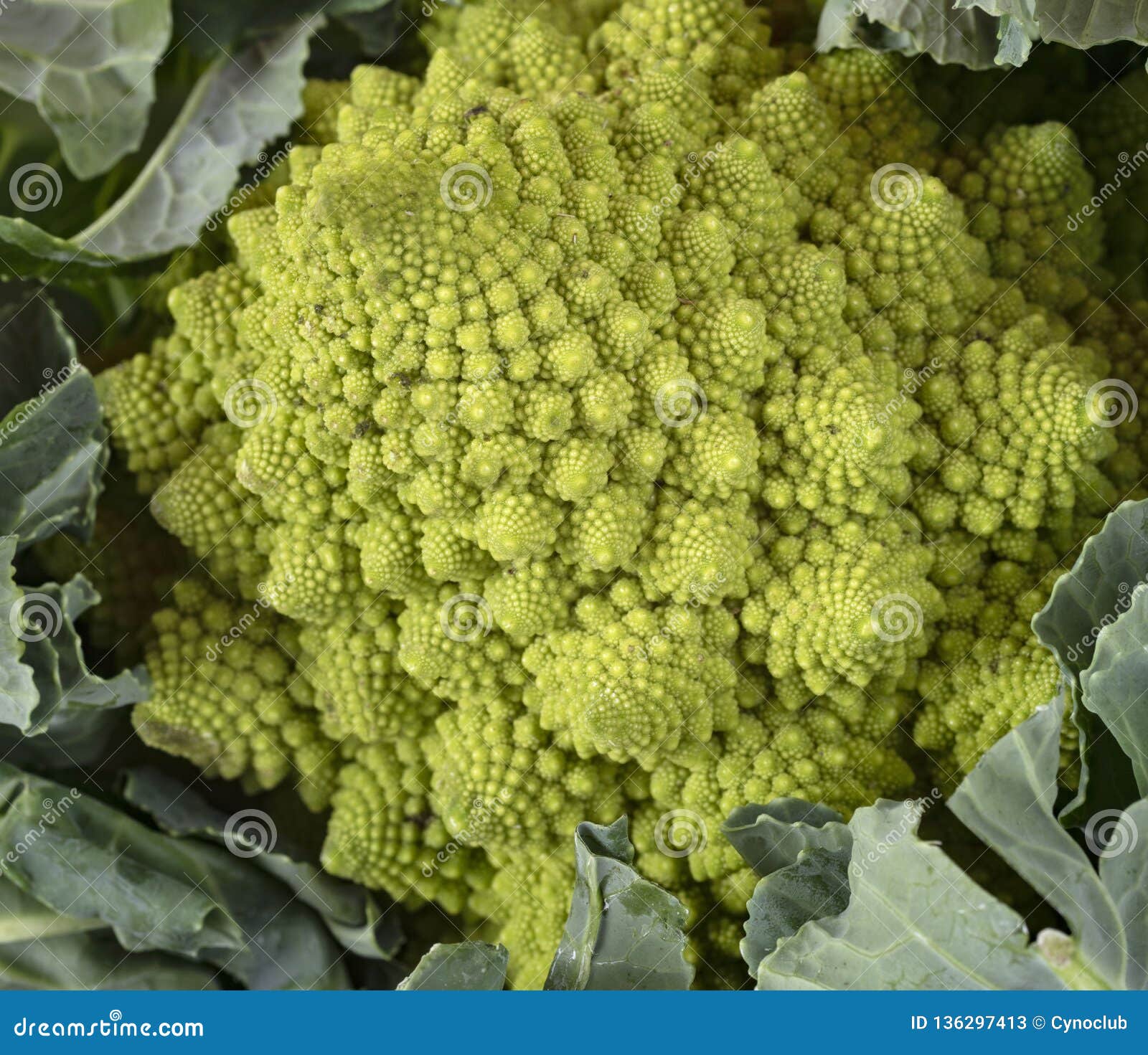 imágenes comunes del Coliflor Verde De Romanesco - los derechos de la ...