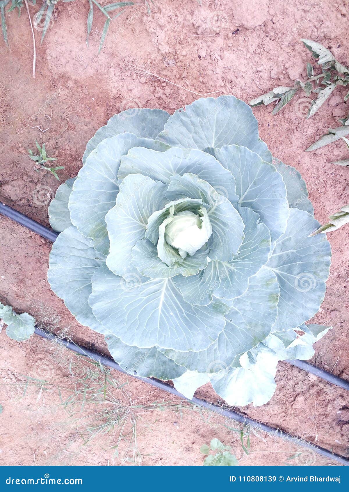 Coliflower stock image. Image of beautiful, rising, gardening - 110808139