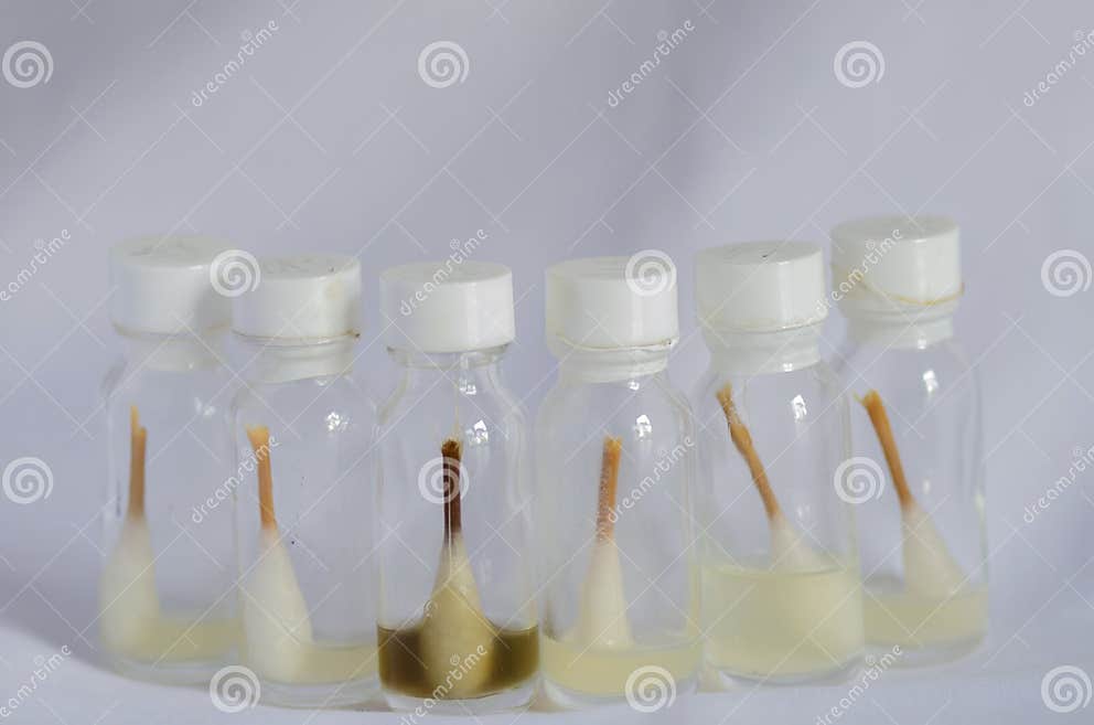 Coliform Bacteria test. stock image. Image of sample - 82470943