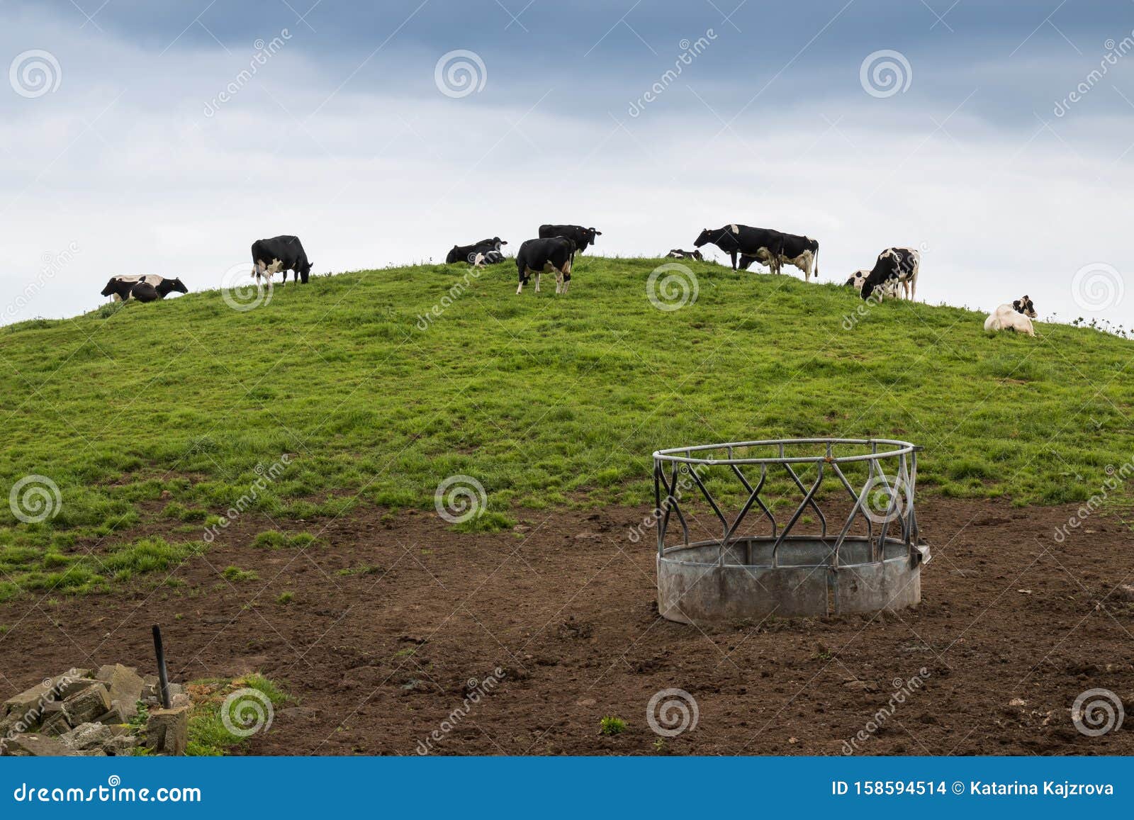 Colina Con Vacas En El Pasto Foto de archivo - Imagen de isla, miguel ...