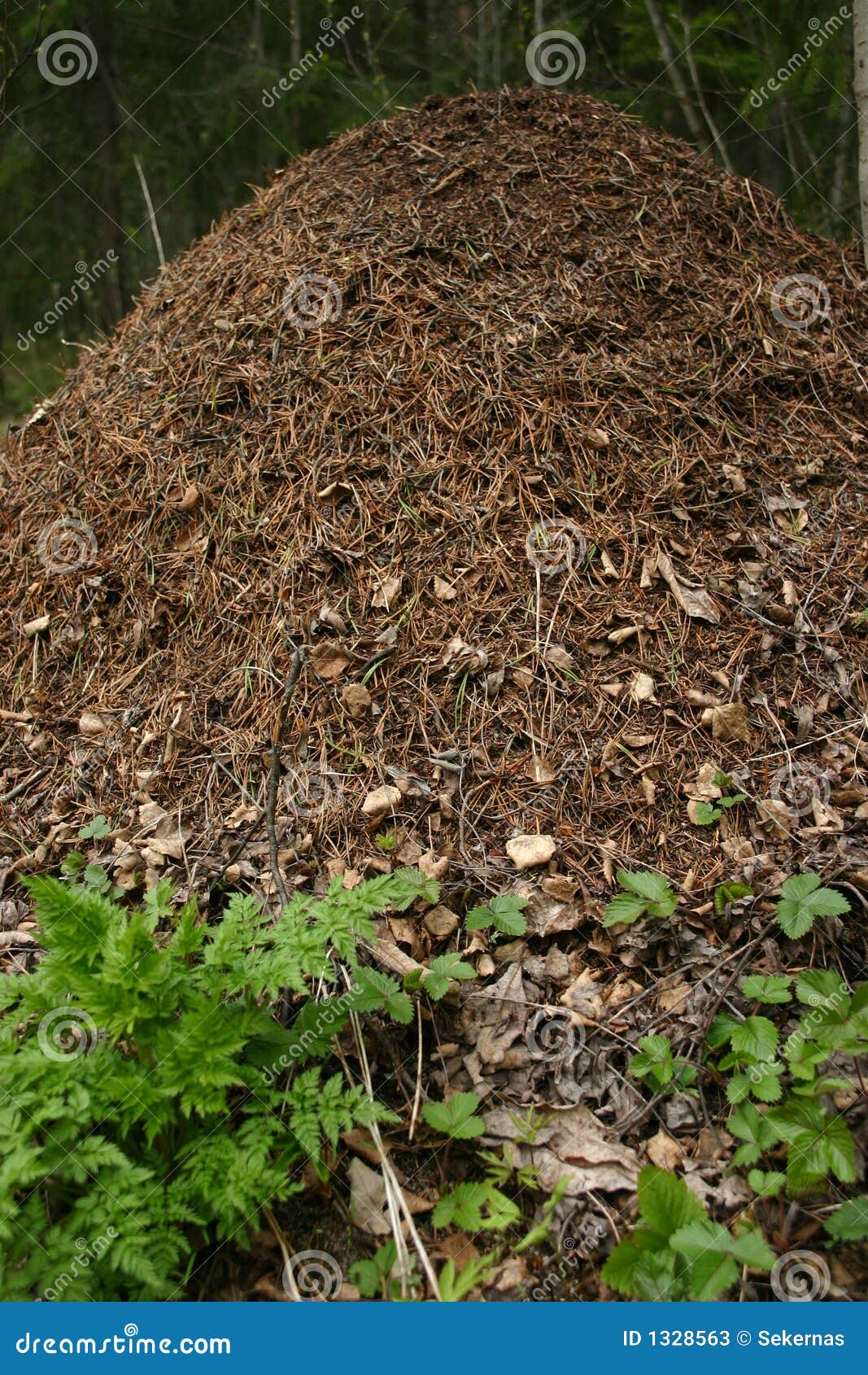 Colina de la hormiga imagen de archivo. Imagen de bosques - 1328563