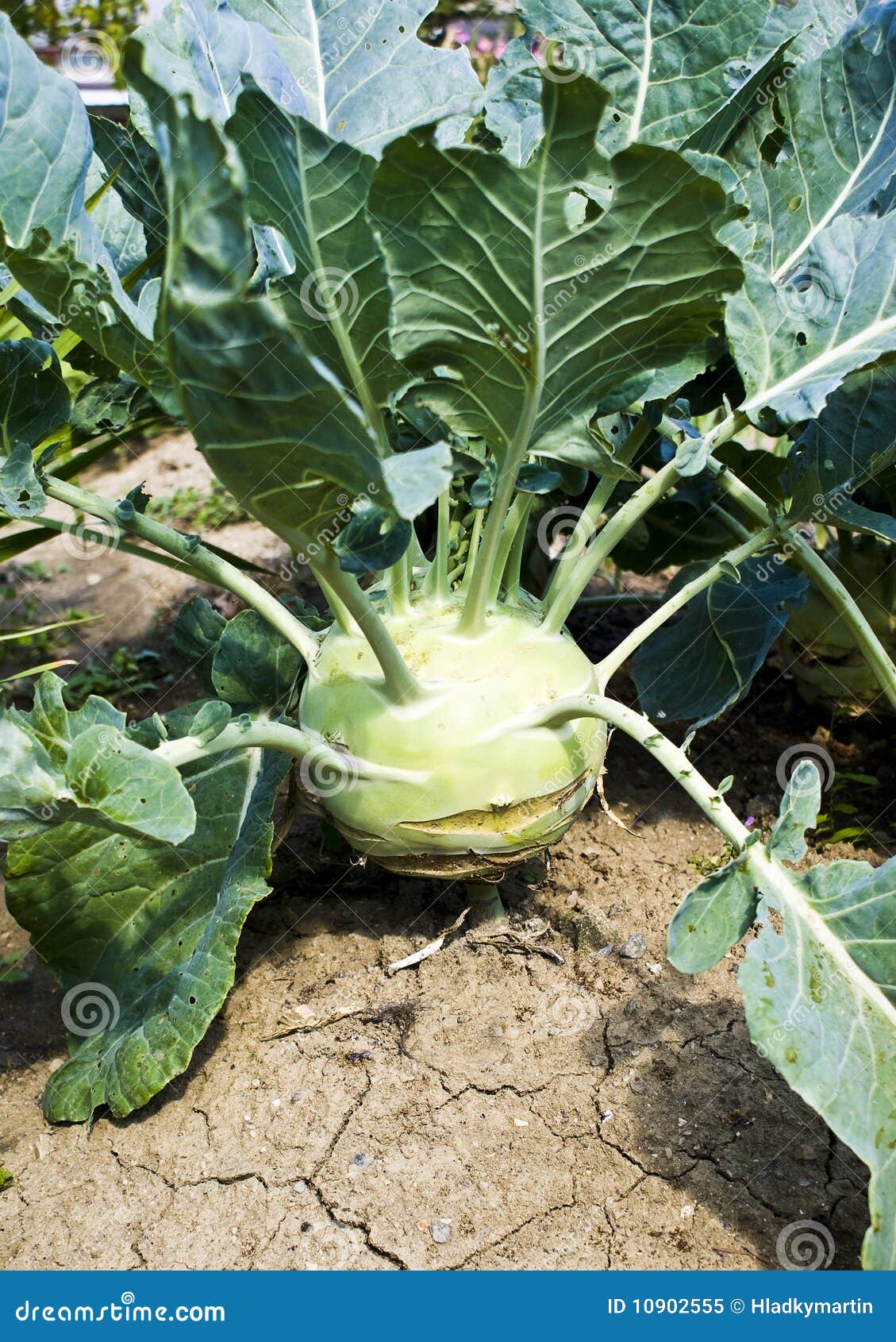 Colinabo imagen de archivo. Imagen de cultivado, crudo - 10902555