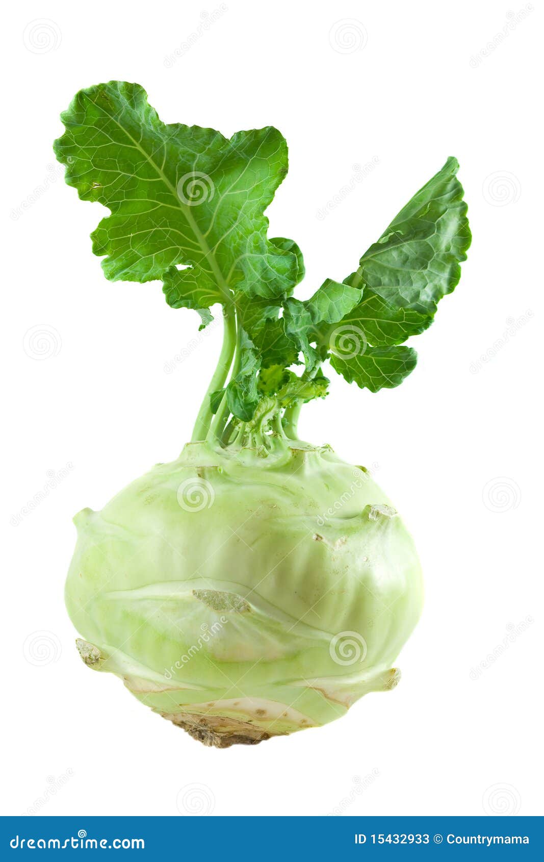 Colinabo. imagen de archivo. Imagen de aislado, cultivado - 15432933