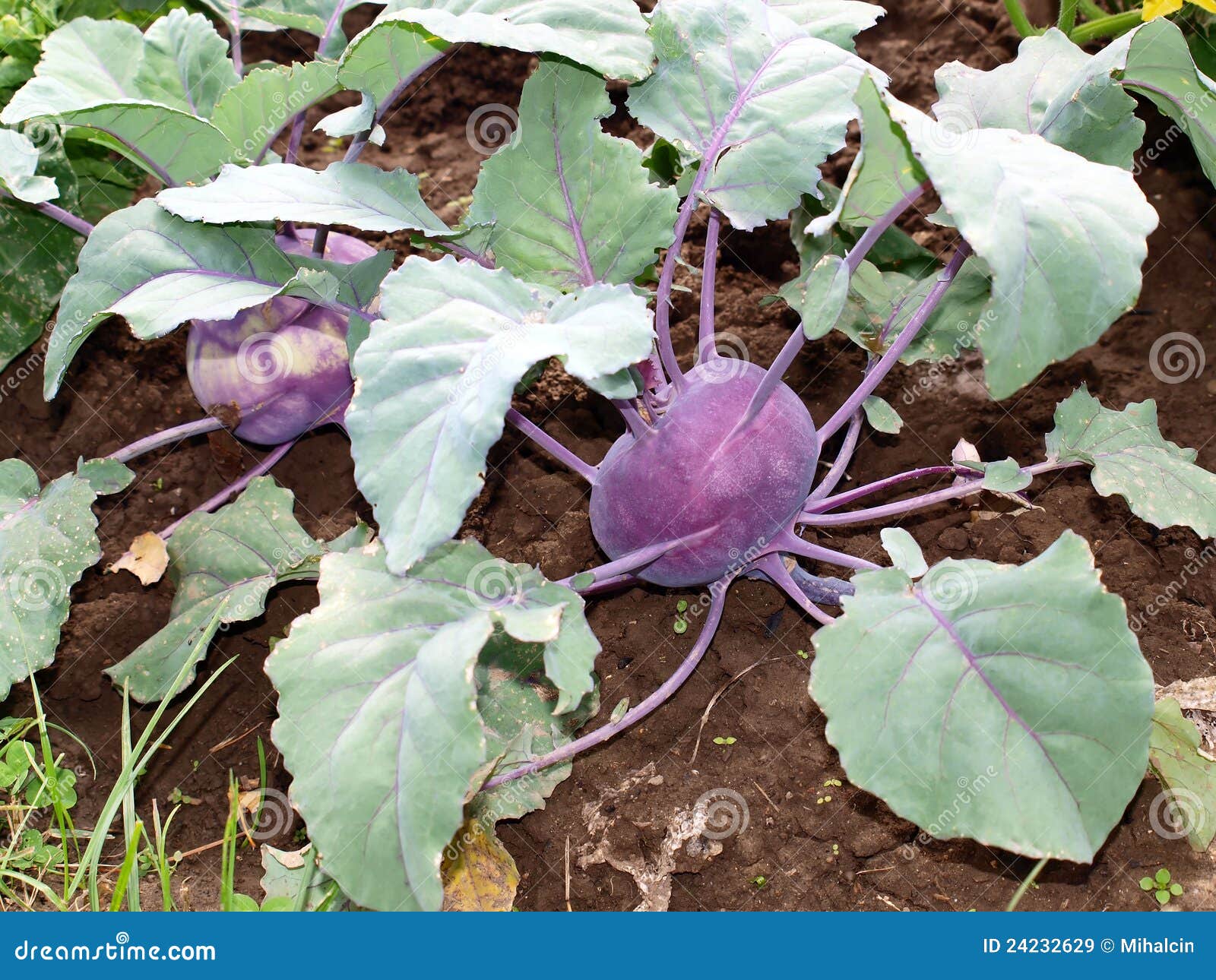 Colinabo imagen de archivo. Imagen de vitaminas, detalle - 24232629