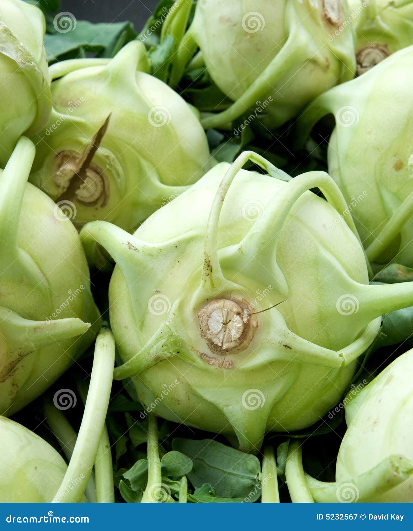 Colinabo imagen de archivo. Imagen de colinabo, alimento - 5232567