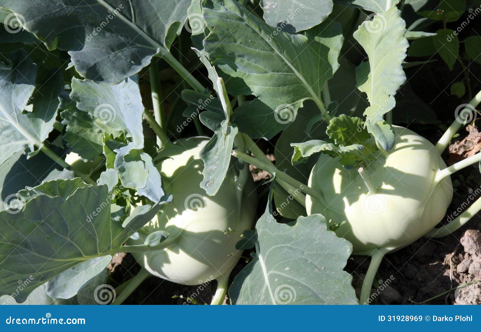 Colinabo blanco imagen de archivo. Imagen de fruta, anual - 31928969