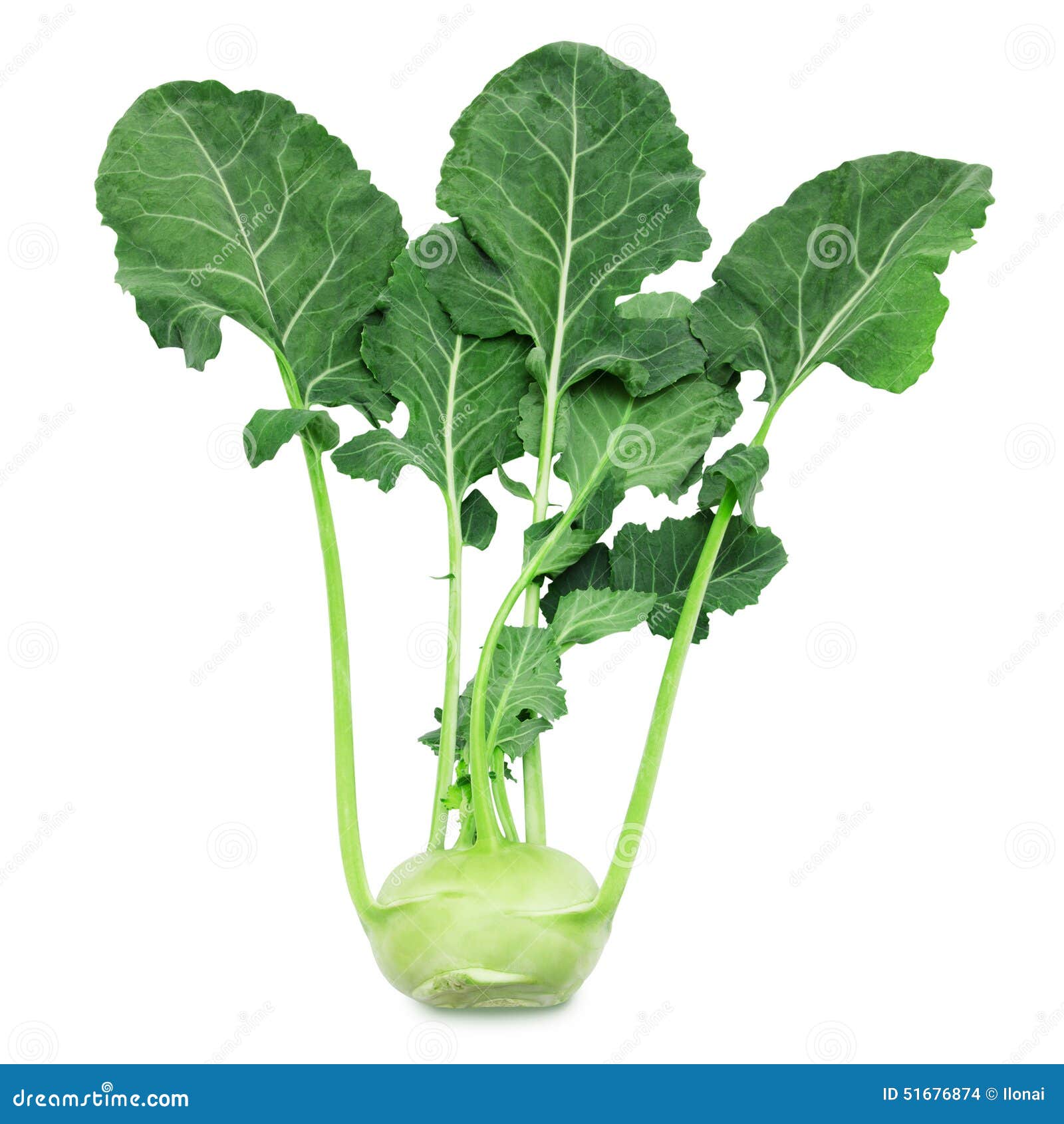 Colinabo Con Las Hojas En Backround Blanco Aislado Foto de archivo ...