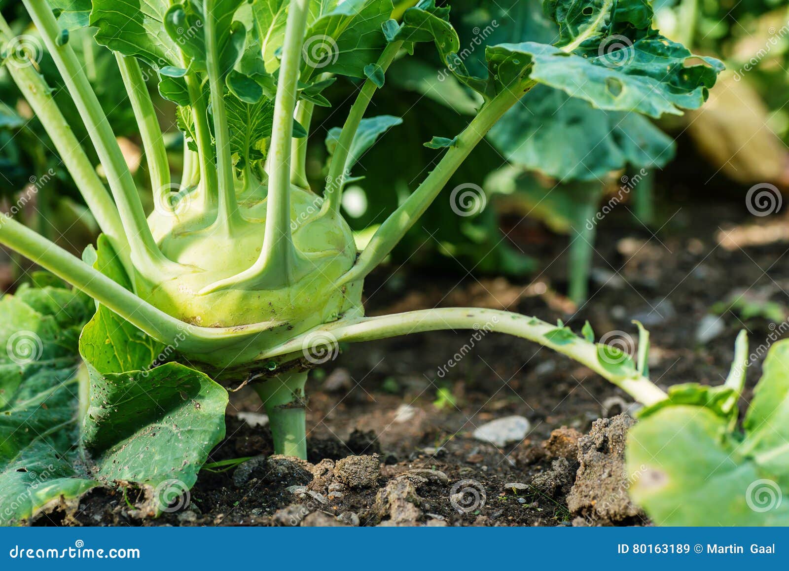 Colinabo Verde Que Crece En Huerto Imagen de archivo - Imagen de ...