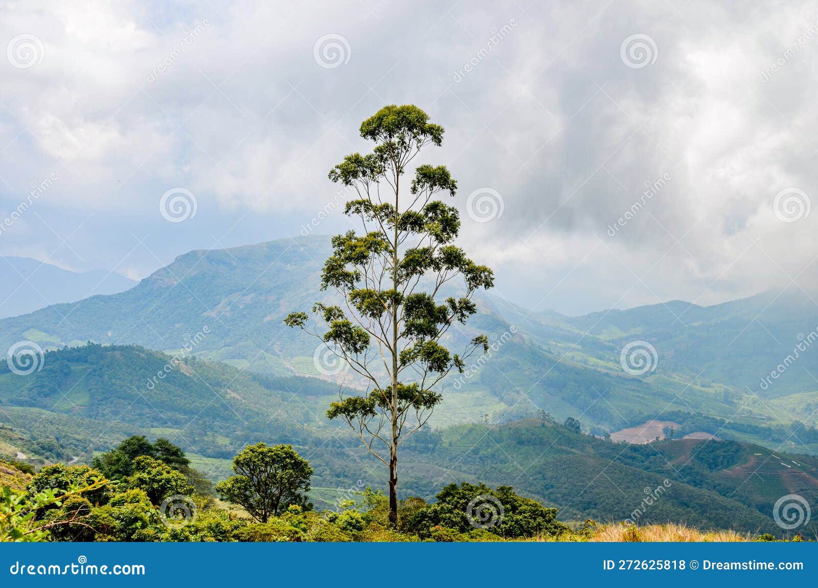Colinas rochosas de munnar foto de stock. Imagem de paisagem - 272625818
